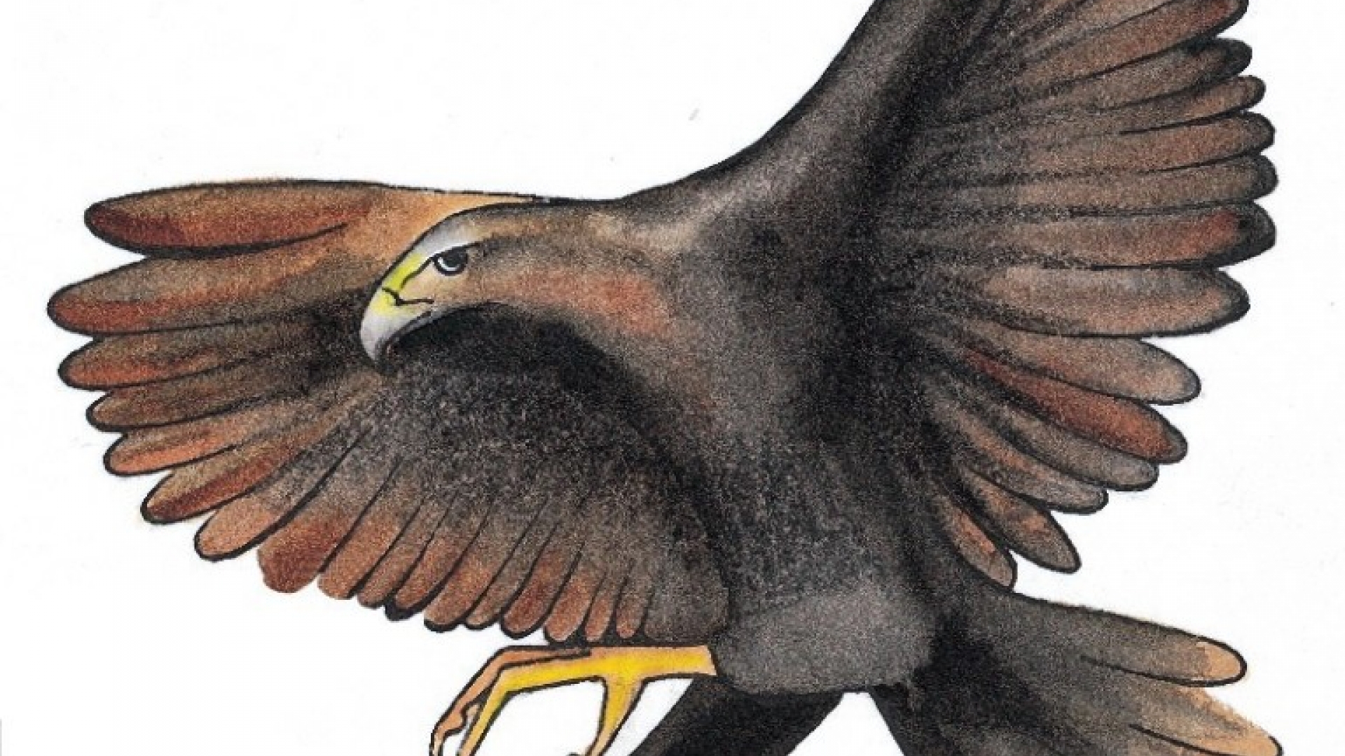 Adler (Zoologie) | wissen.de