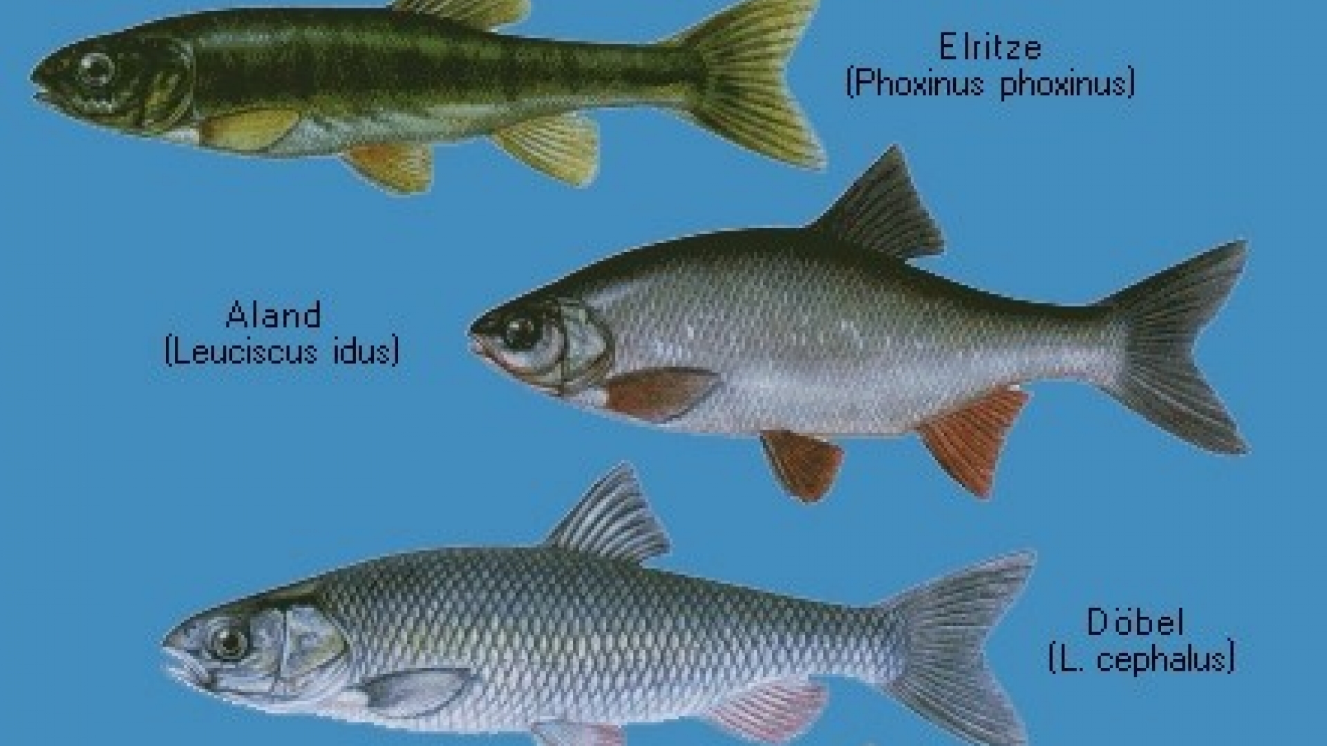 Weißfische | wissen.de