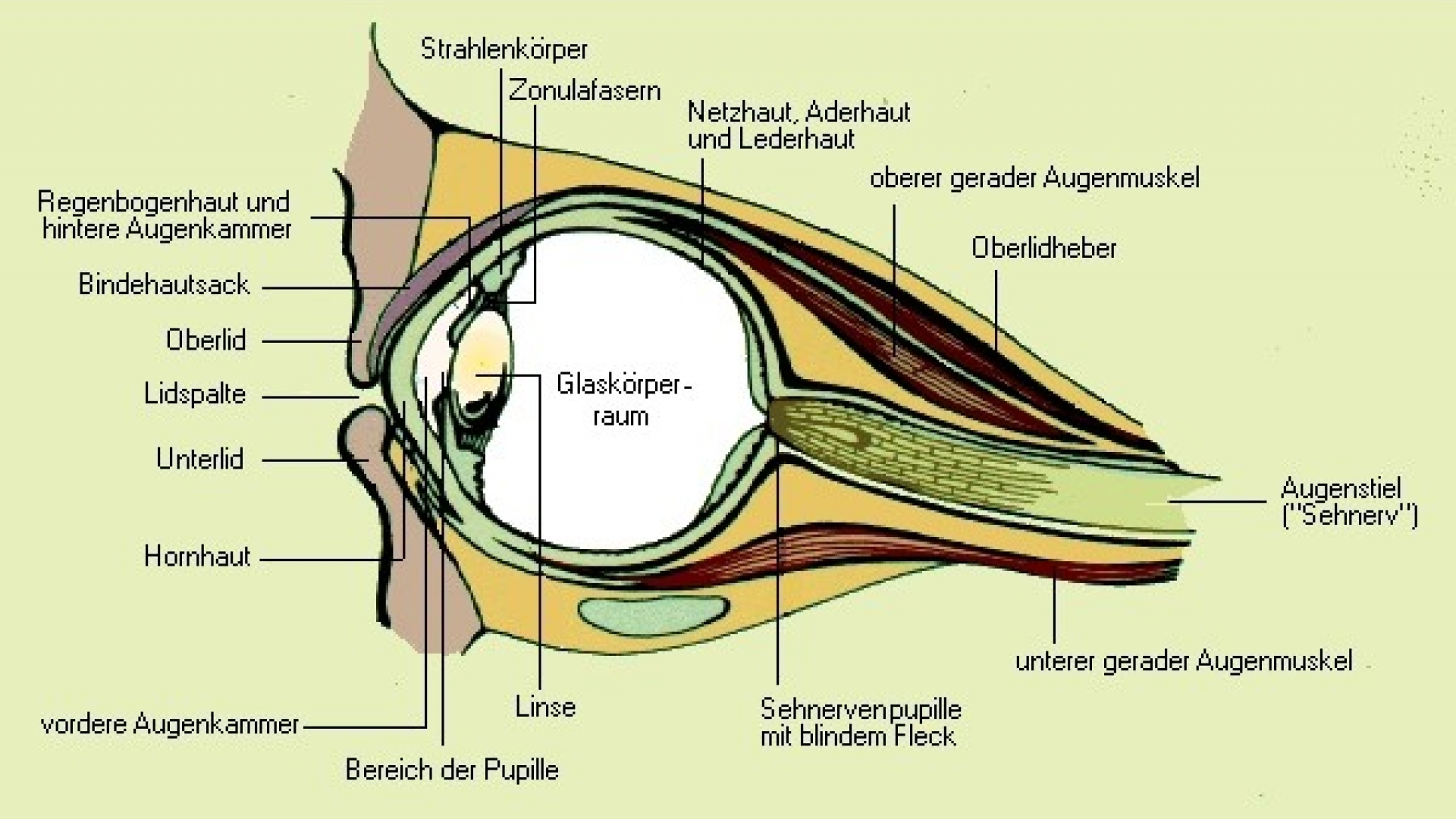 Auge (Anatomie) | wissen.de