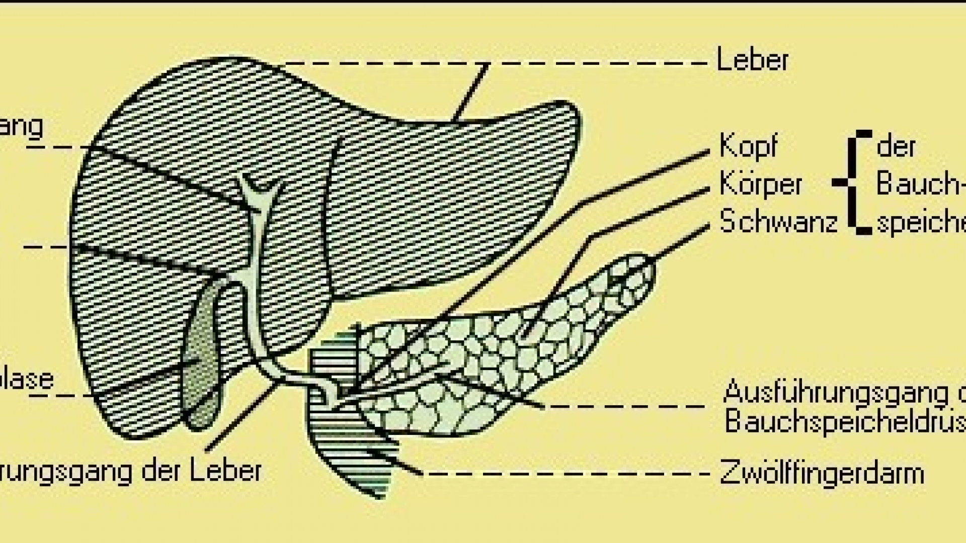 Galle (Anatomie) | wissen.de