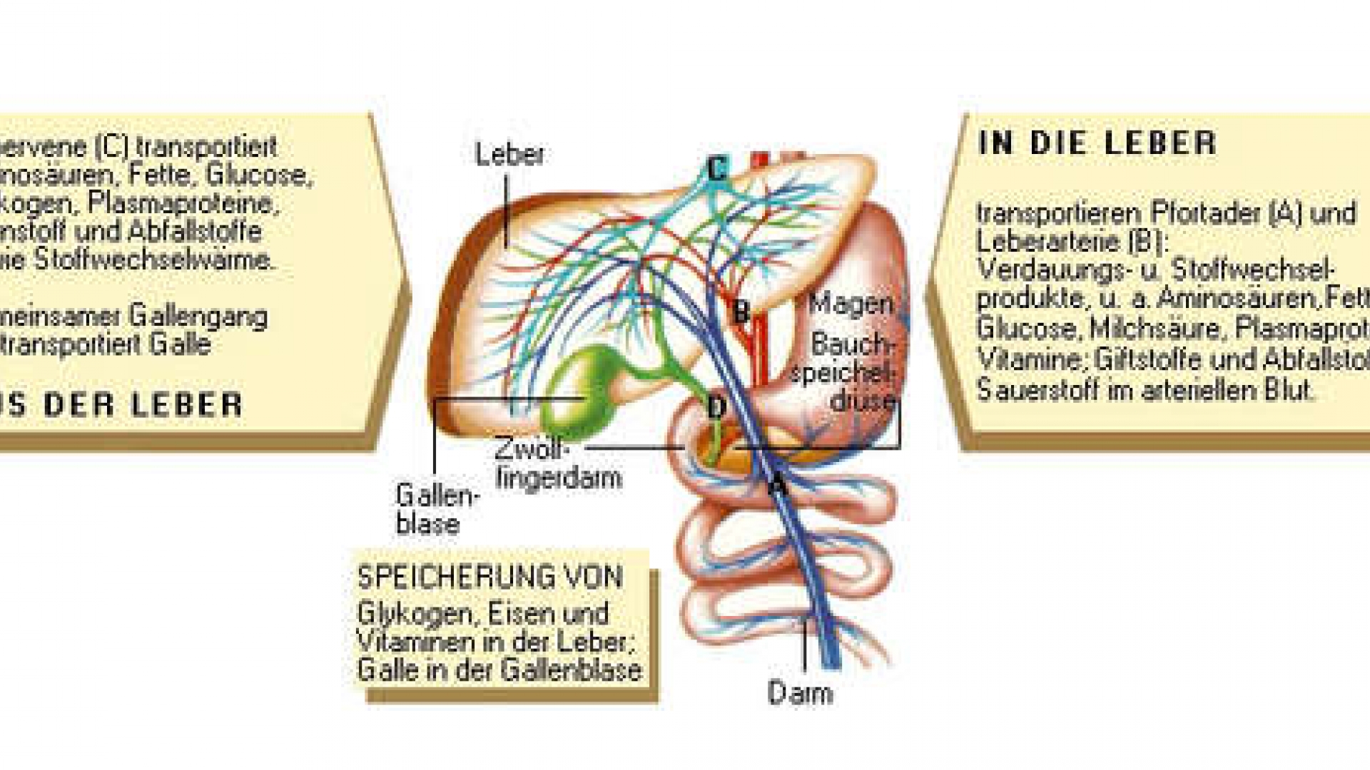 Leber aus dem Lexikon | wissen.de