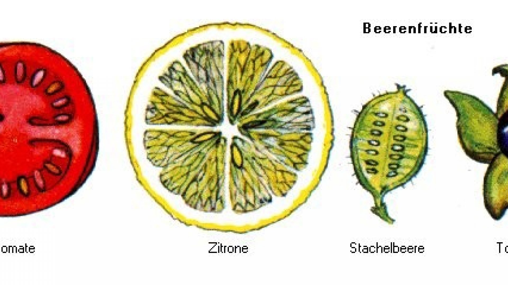 Frucht (Botanik) | wissen.de