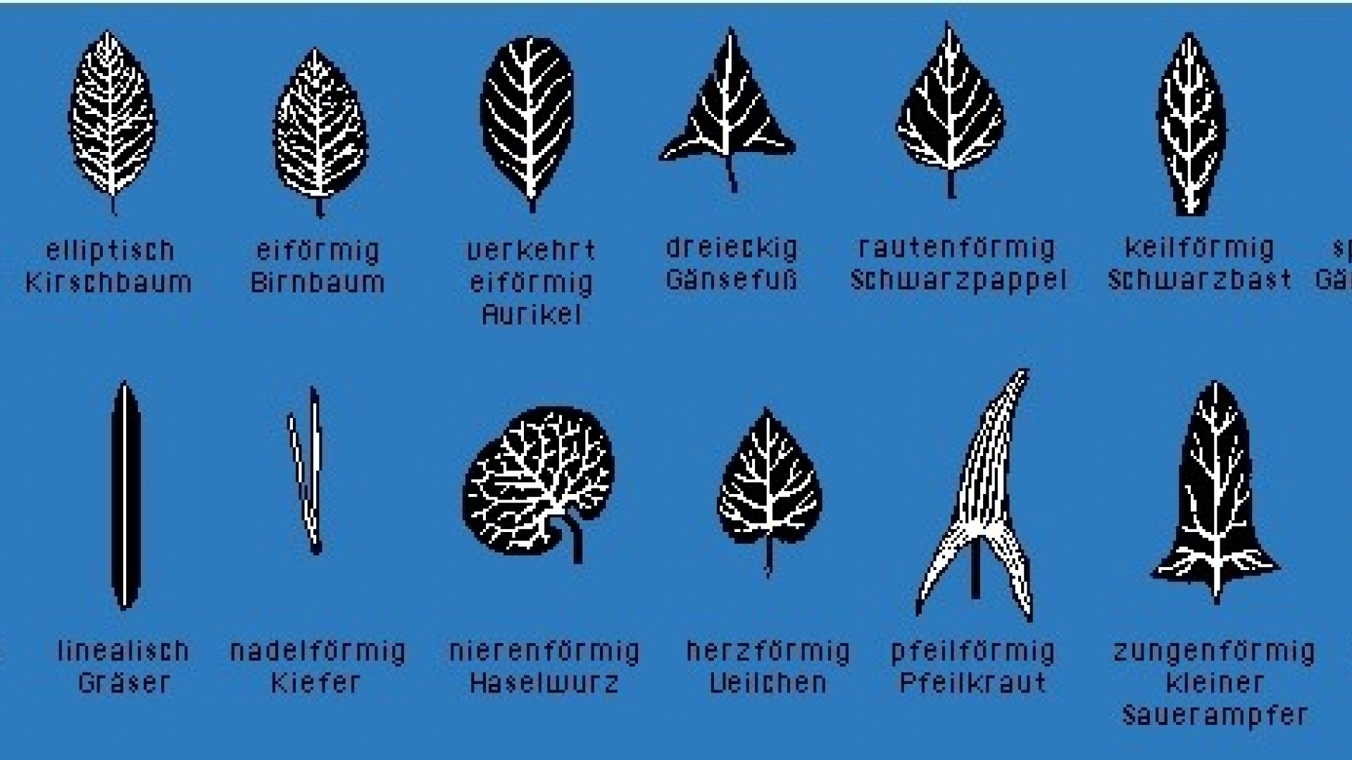 Blatt (Botanik) | wissen.de