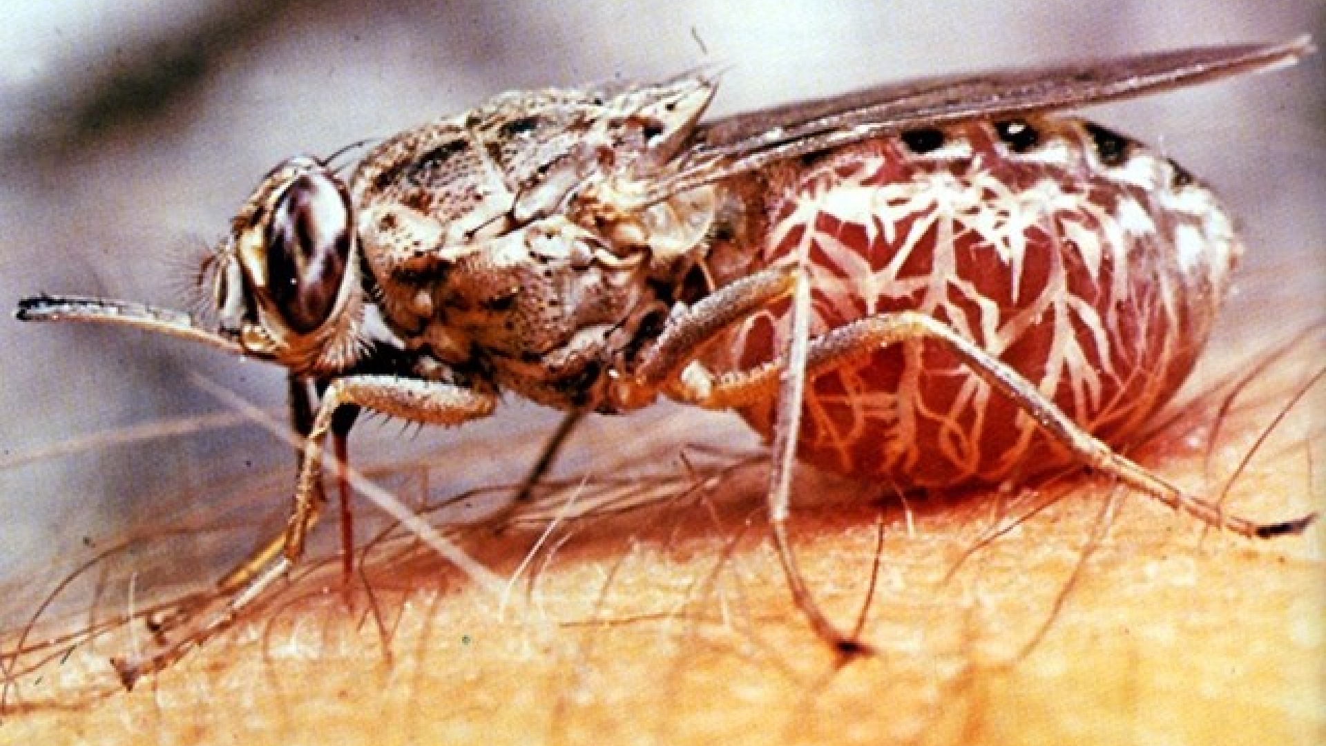 Tsetsefliege | wissen.de