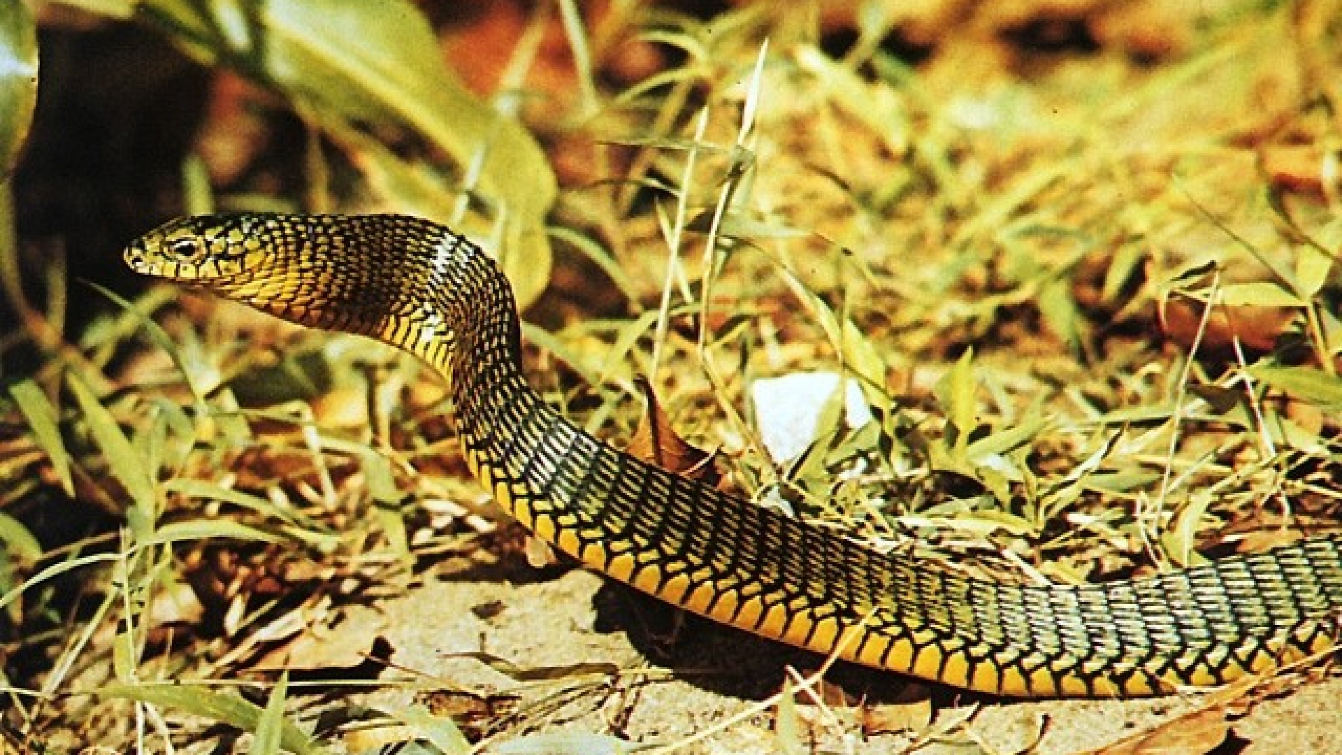 Nattern (im engeren Sinn) | wissen.de