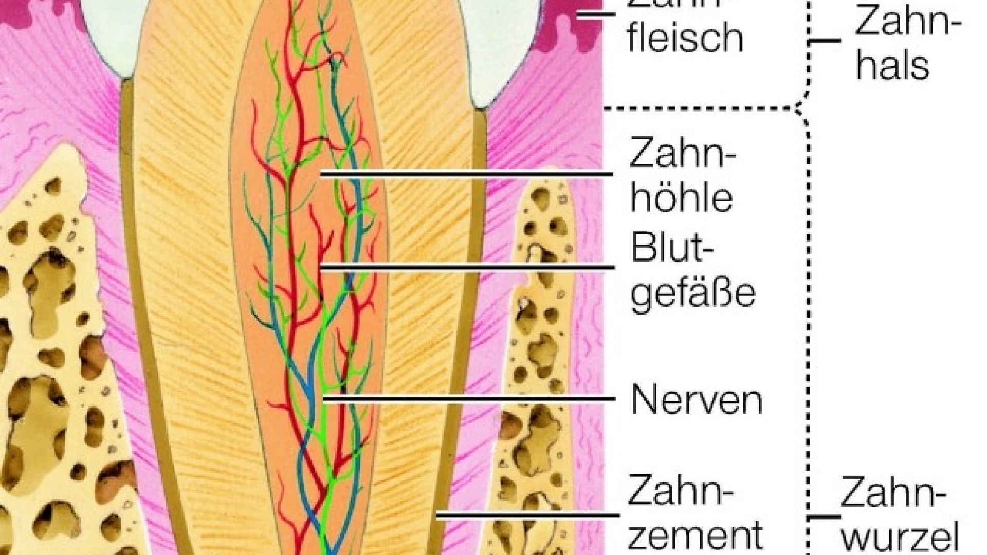 Zähne (Anatomie) | wissen.de