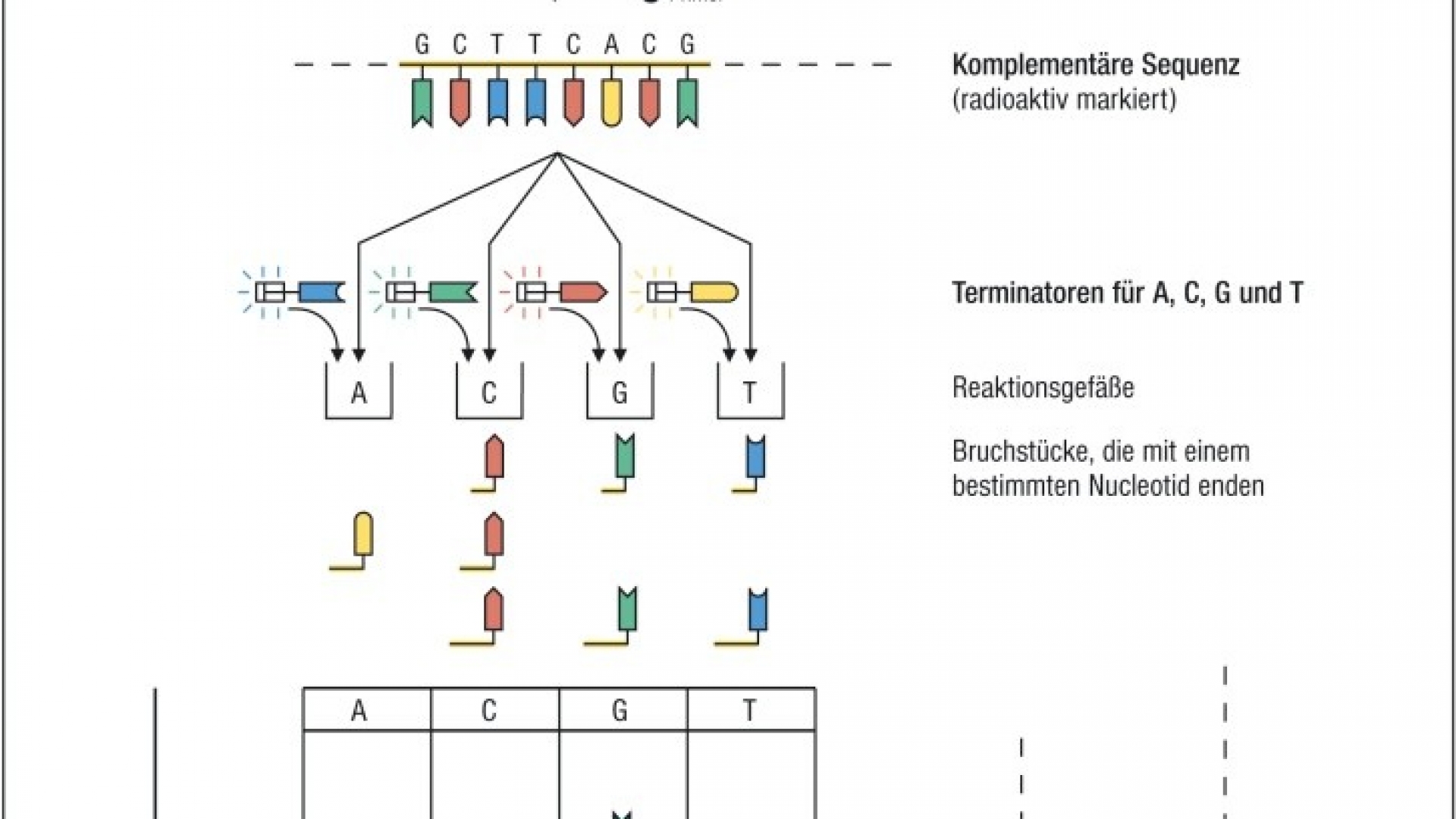 DNA-Sequenzanalyse | wissen.de