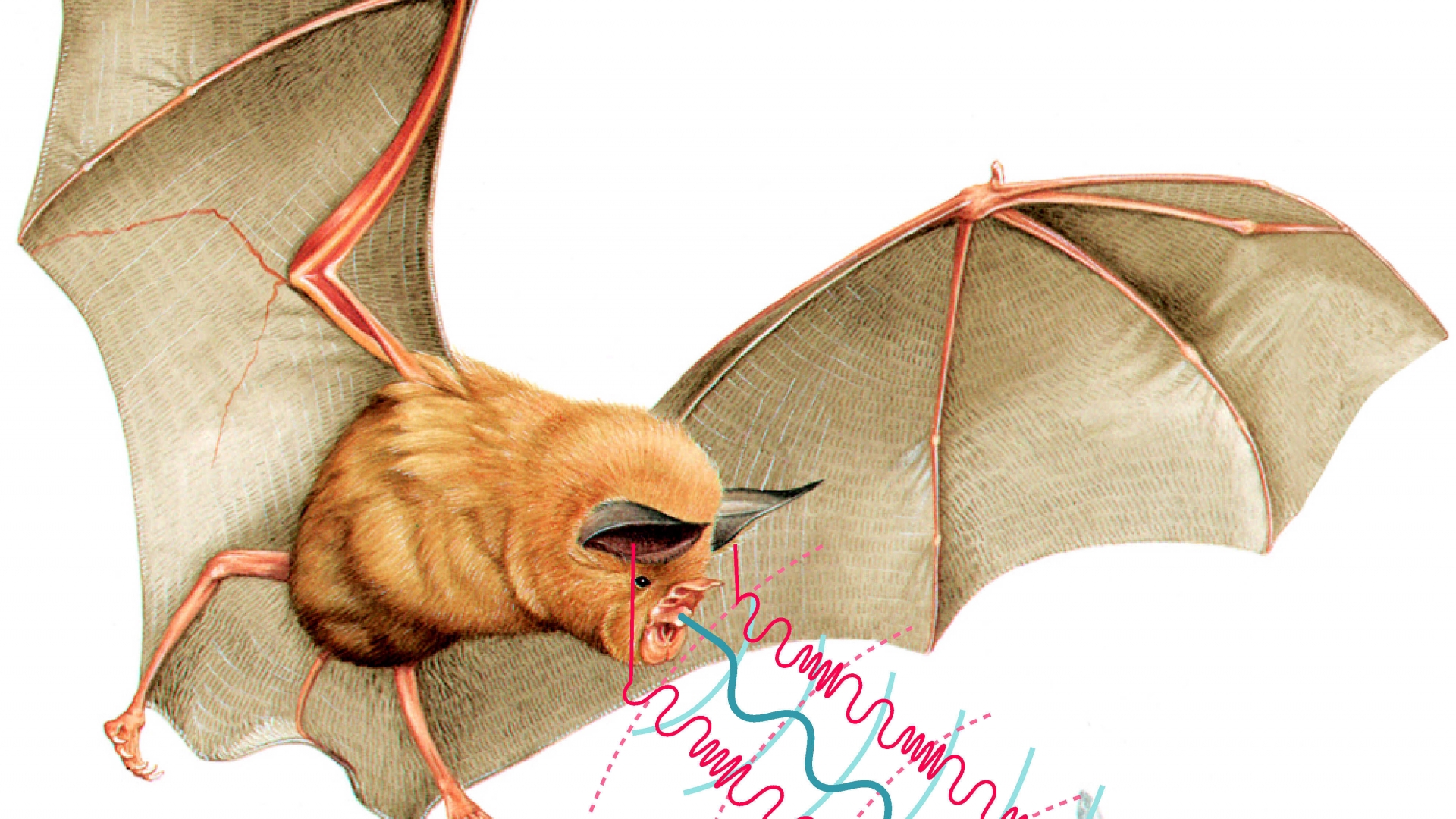 Fledermäuse | wissen.de