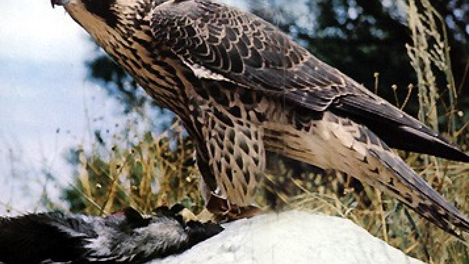 Greifvögel aus dem Lexikon | wissen.de