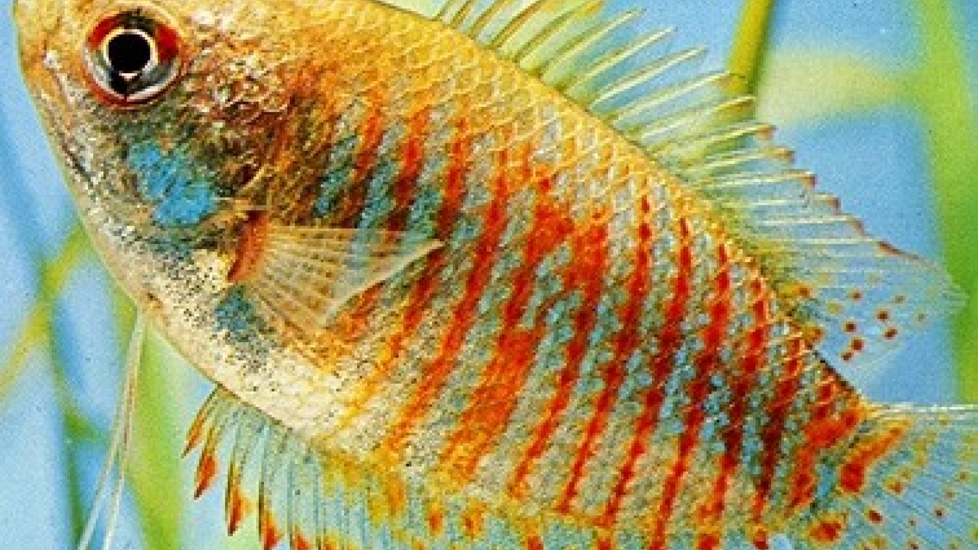 Fadenfische | wissen.de