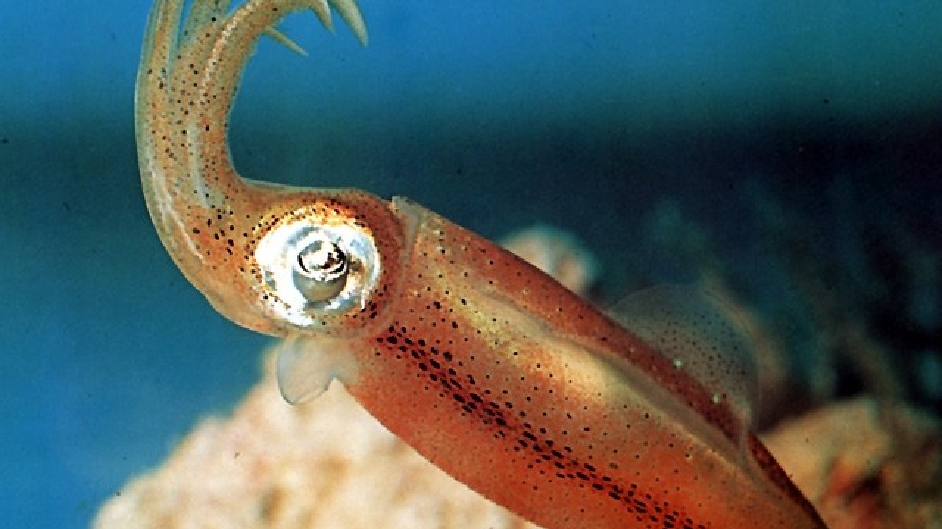 Kalmare aus dem Lexikon | wissen.de