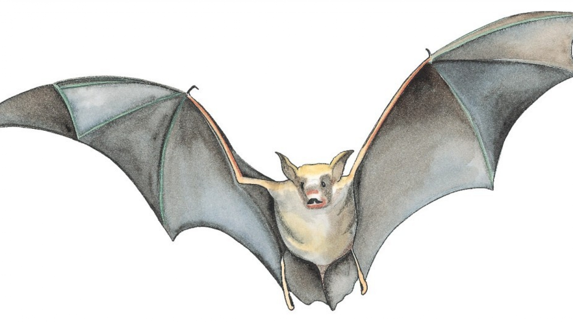 Fledermäuse | wissen.de