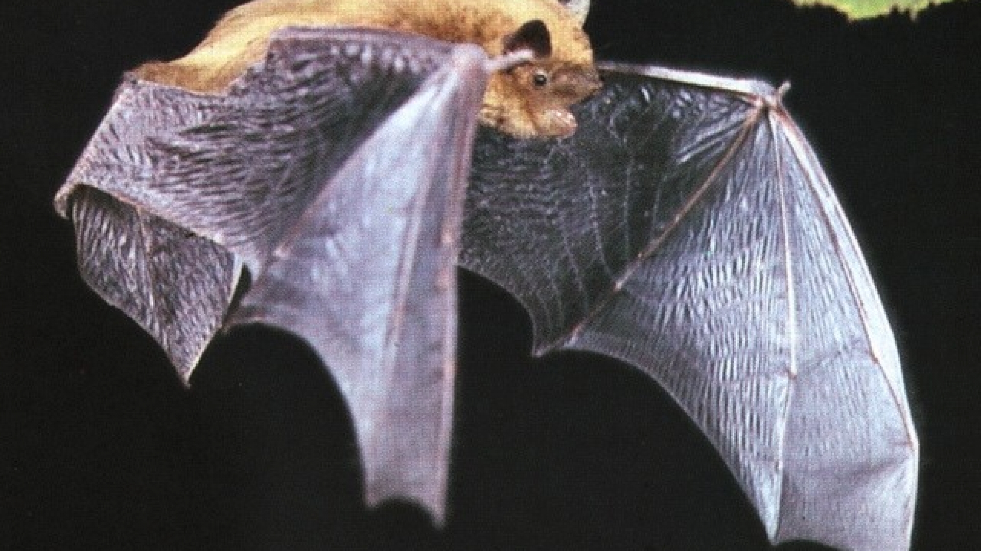 Fledermäuse | wissen.de