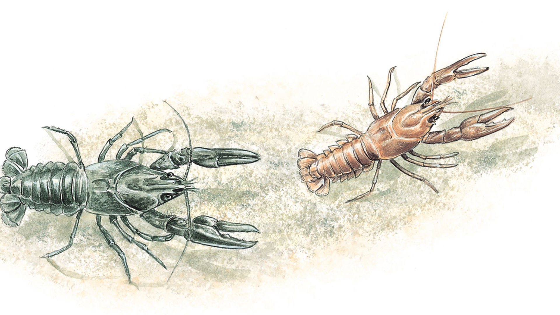 Flusskrebse | wissen.de