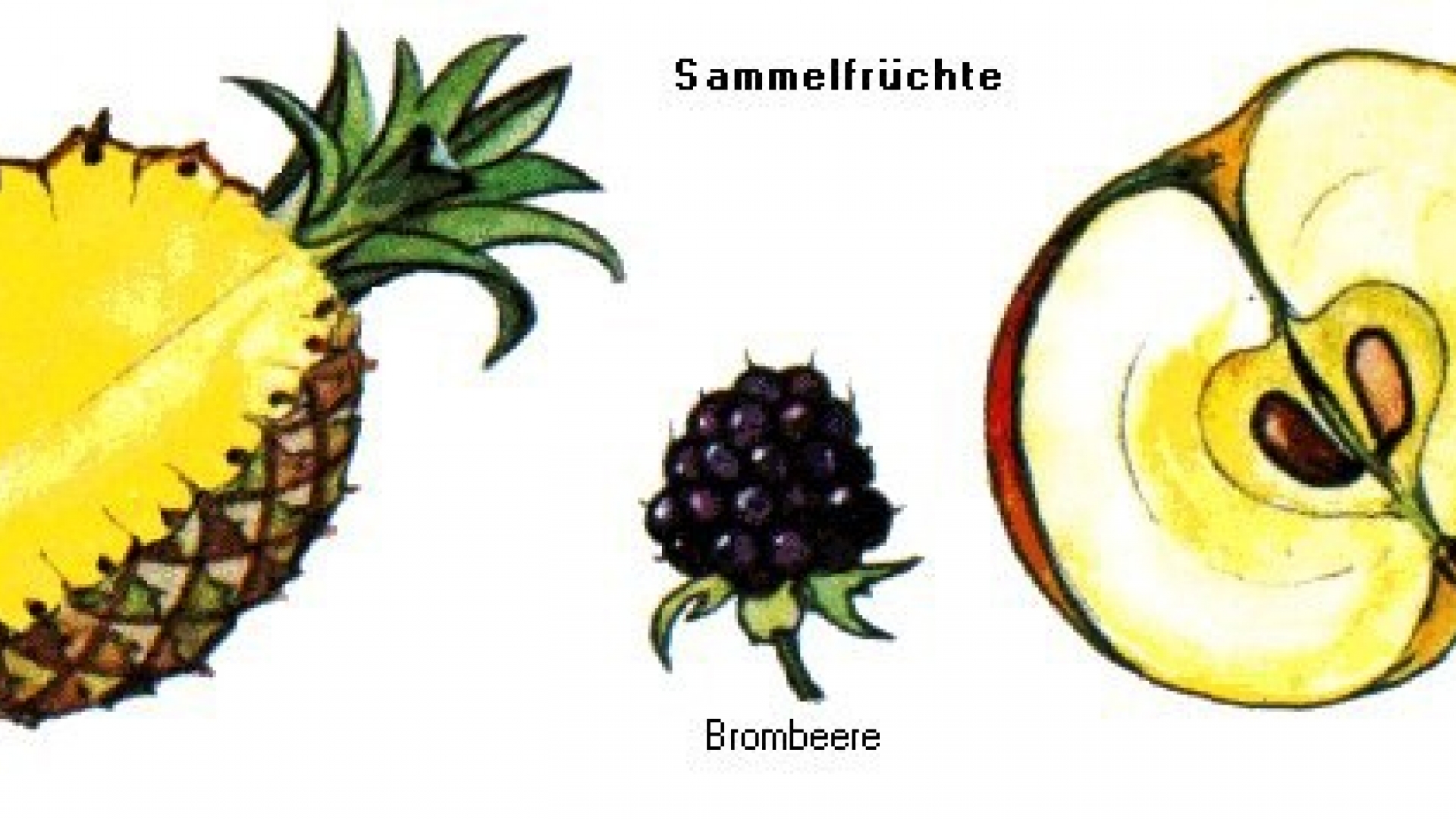 Frucht (Botanik) | wissen.de