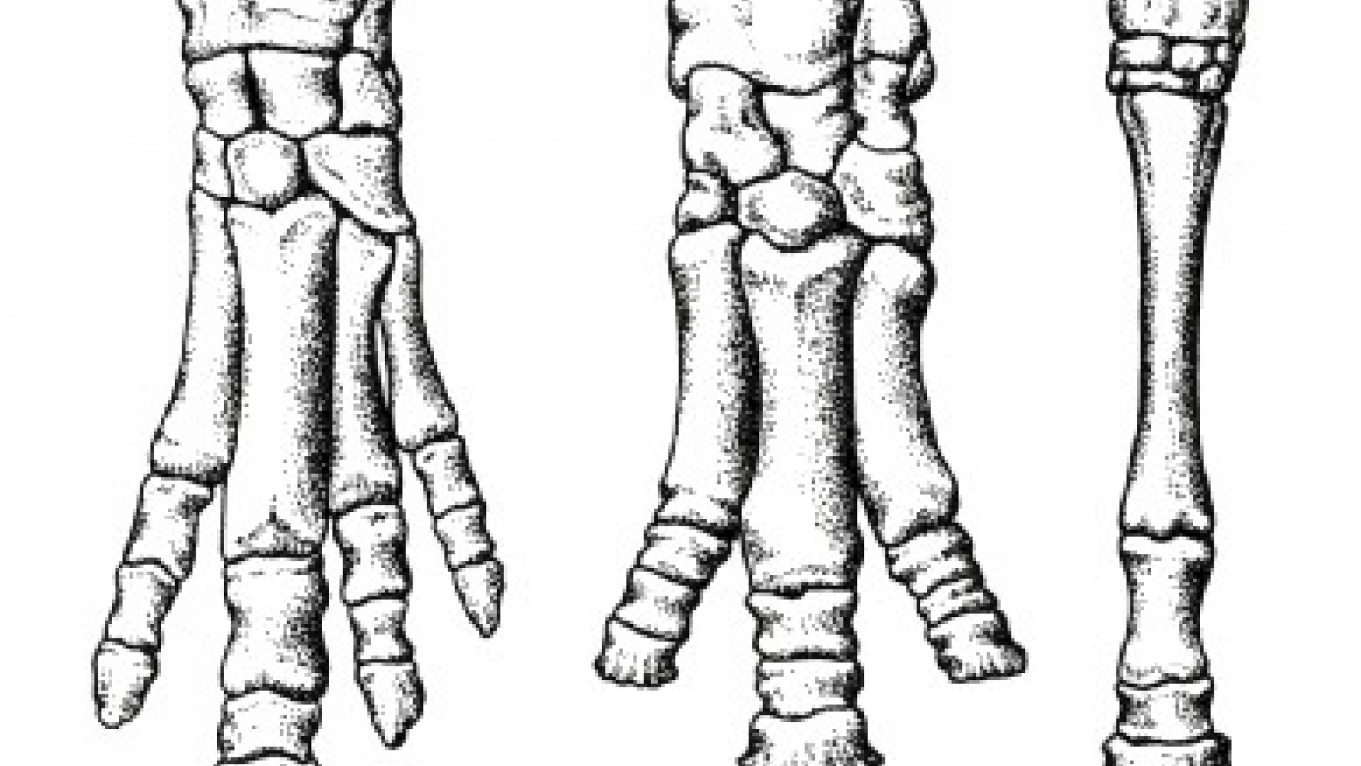 Unpaarhufer | wissen.de