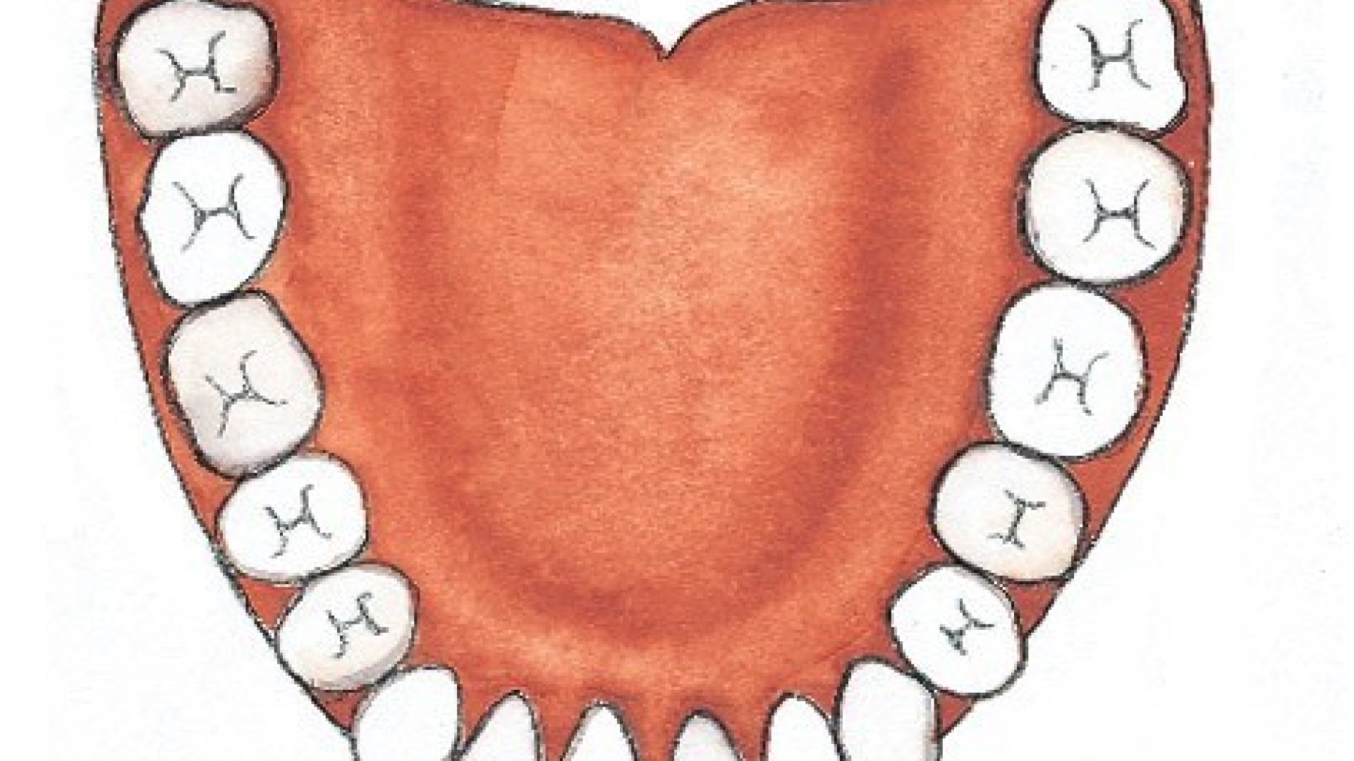 Gebiss (Anatomie) | wissen.de