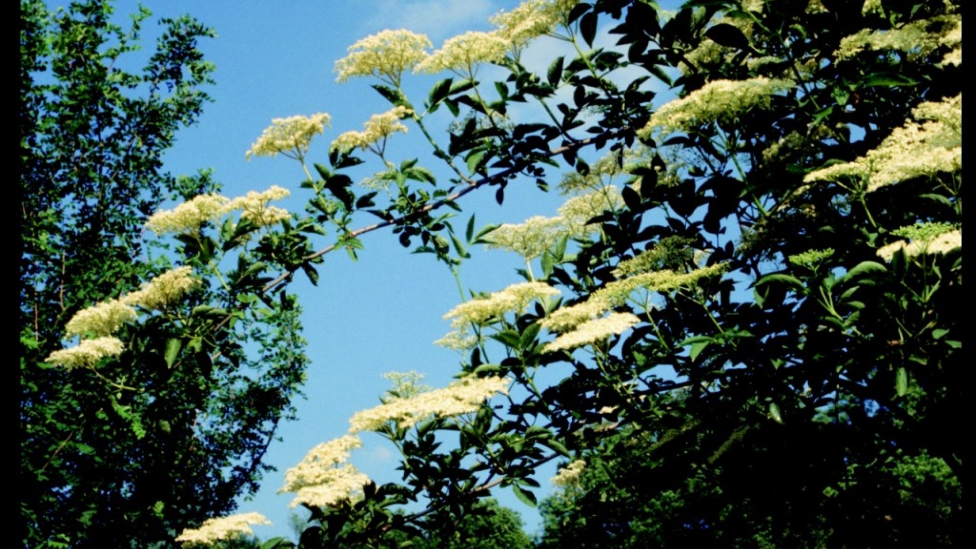 Holunder | wissen.de