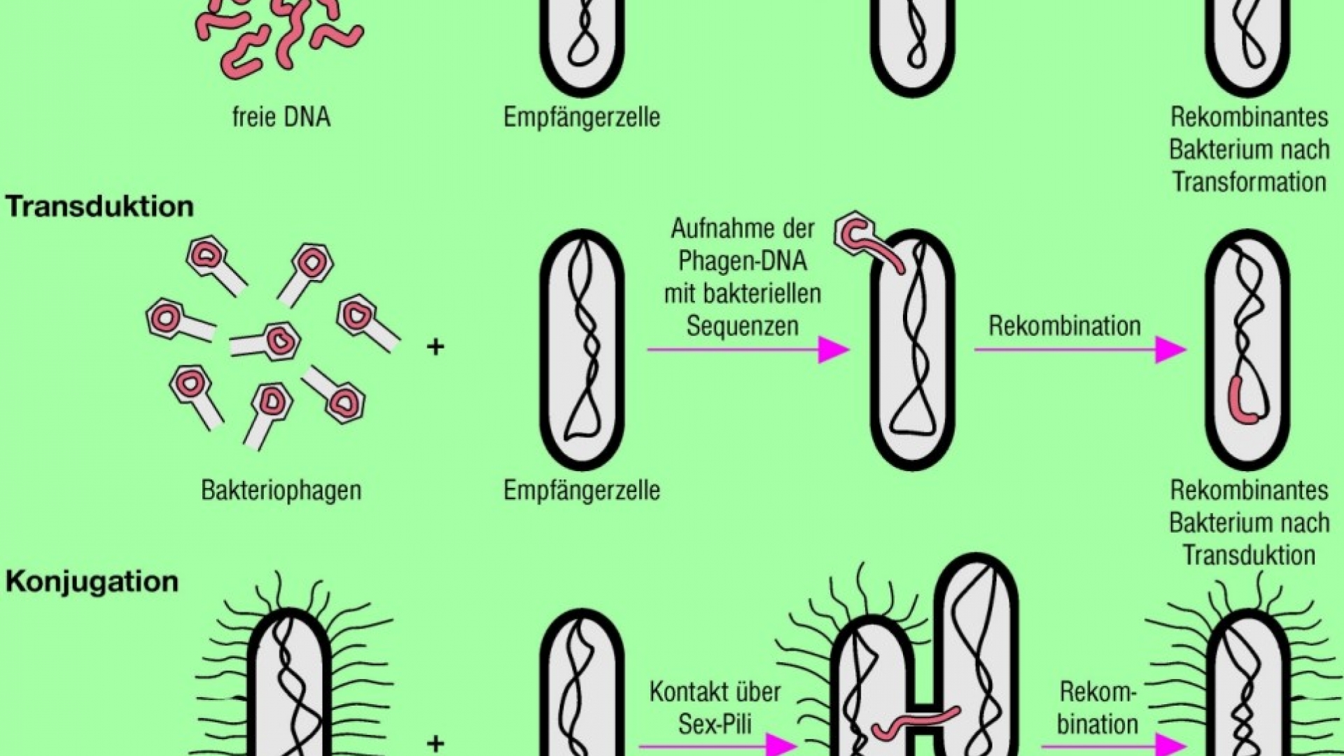 Transformation (Genetik) | wissen.de