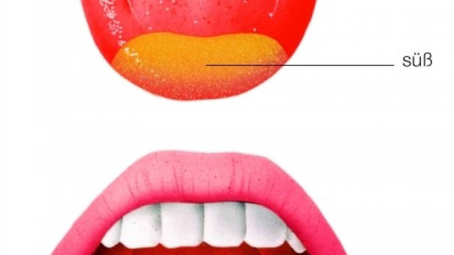 Geschmack | wissen.de