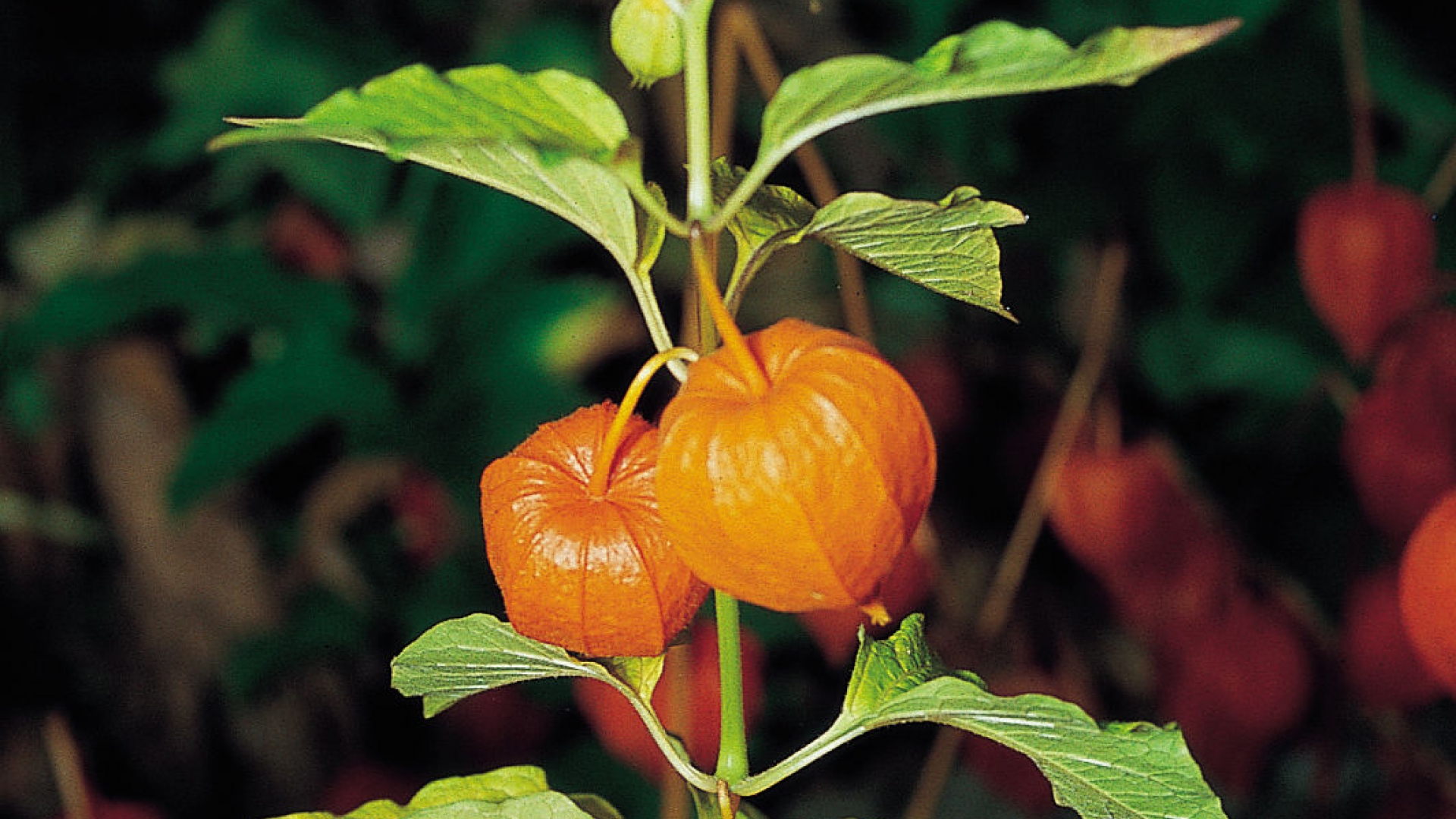 Judenkirsche | wissen.de