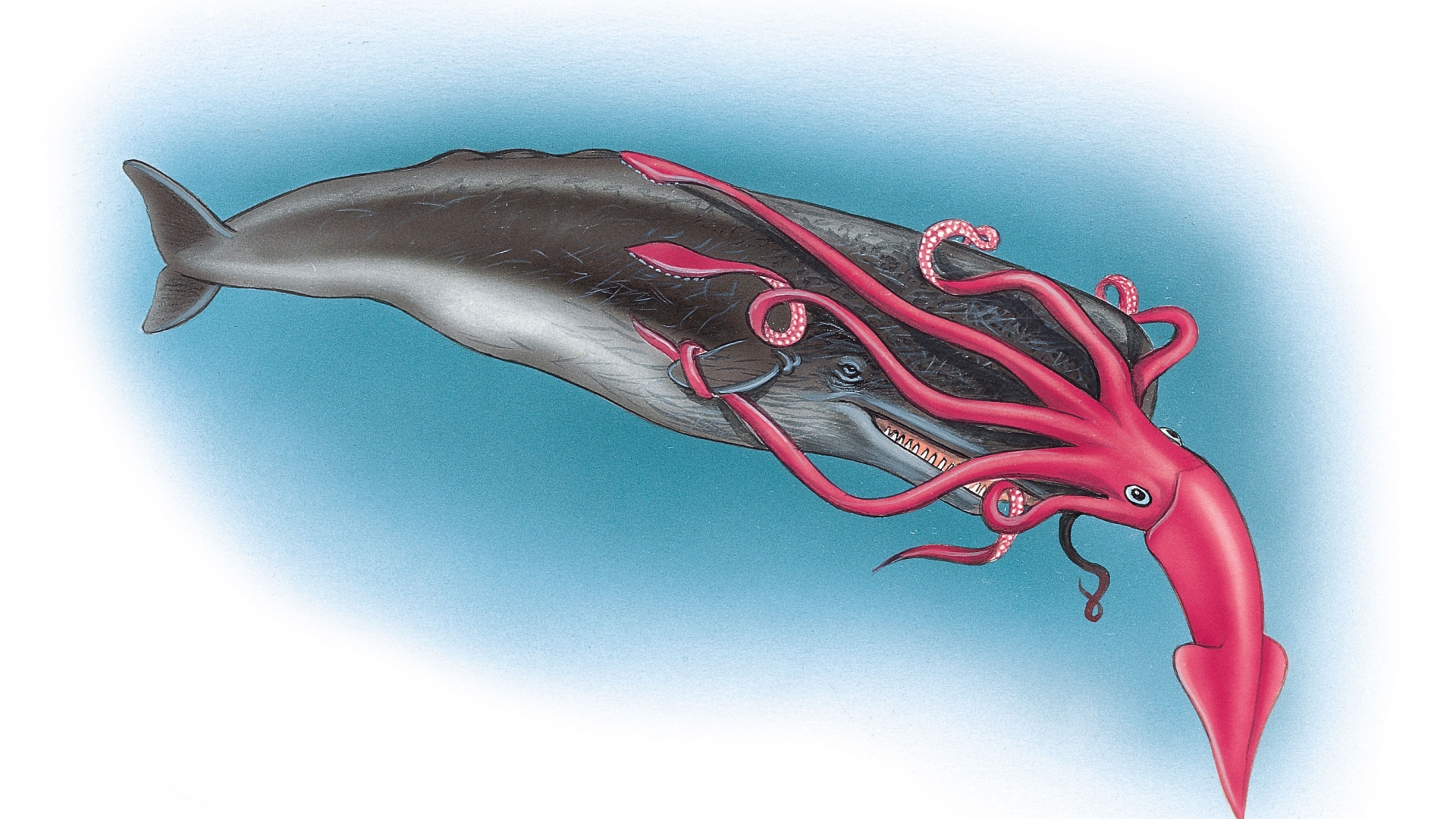 Pottwale | wissen.de