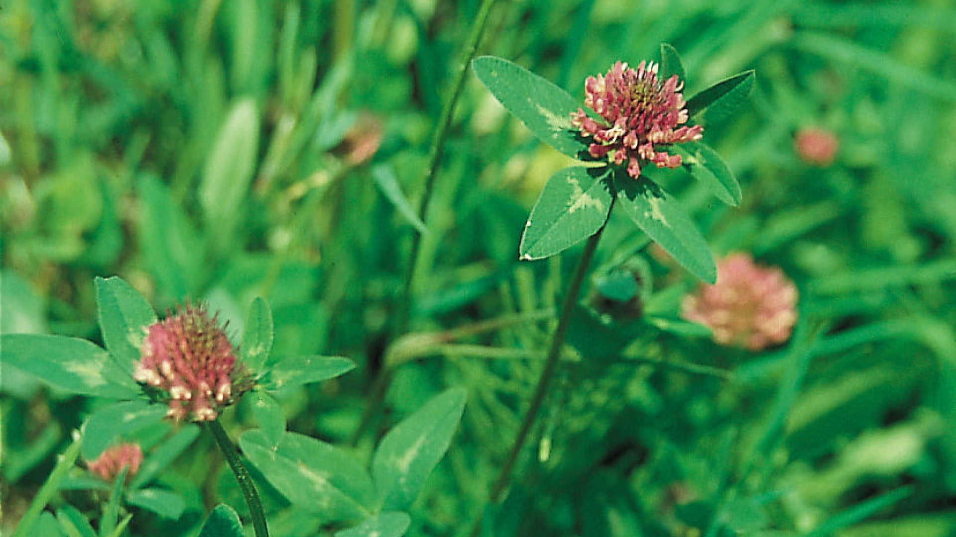 Klee (Botanik) | wissen.de