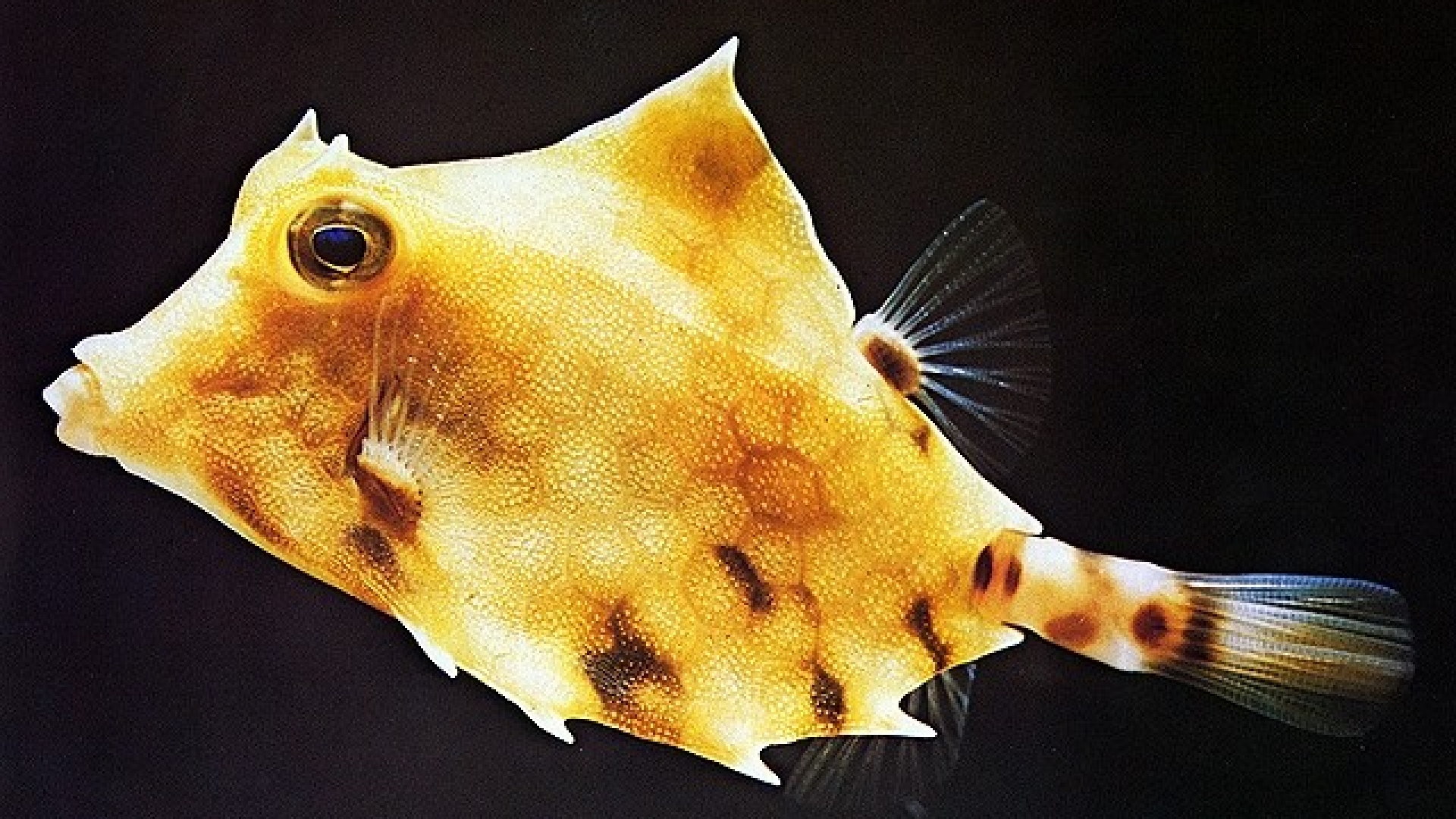 Kofferfische | wissen.de