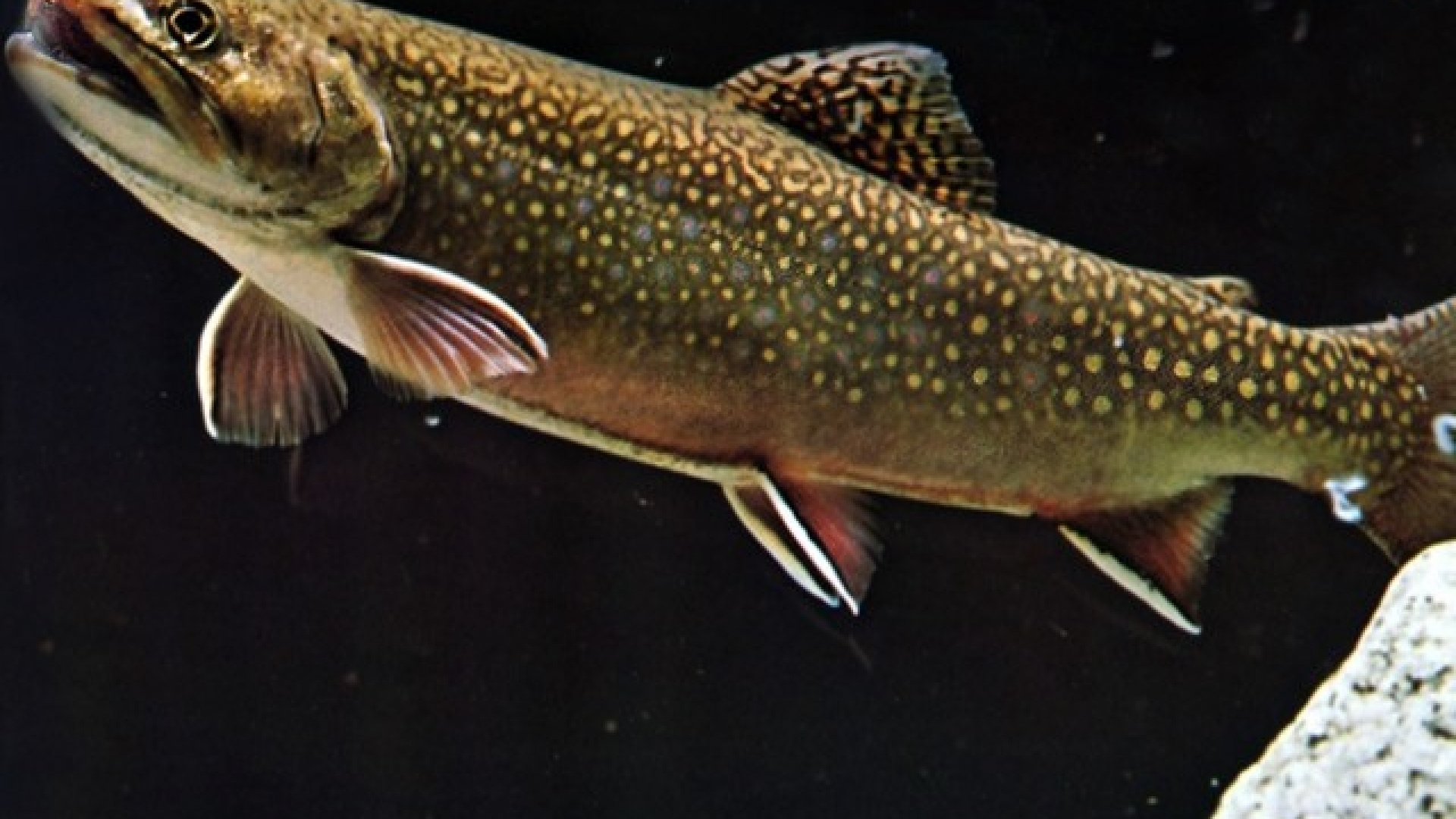 Saiblinge | wissen.de