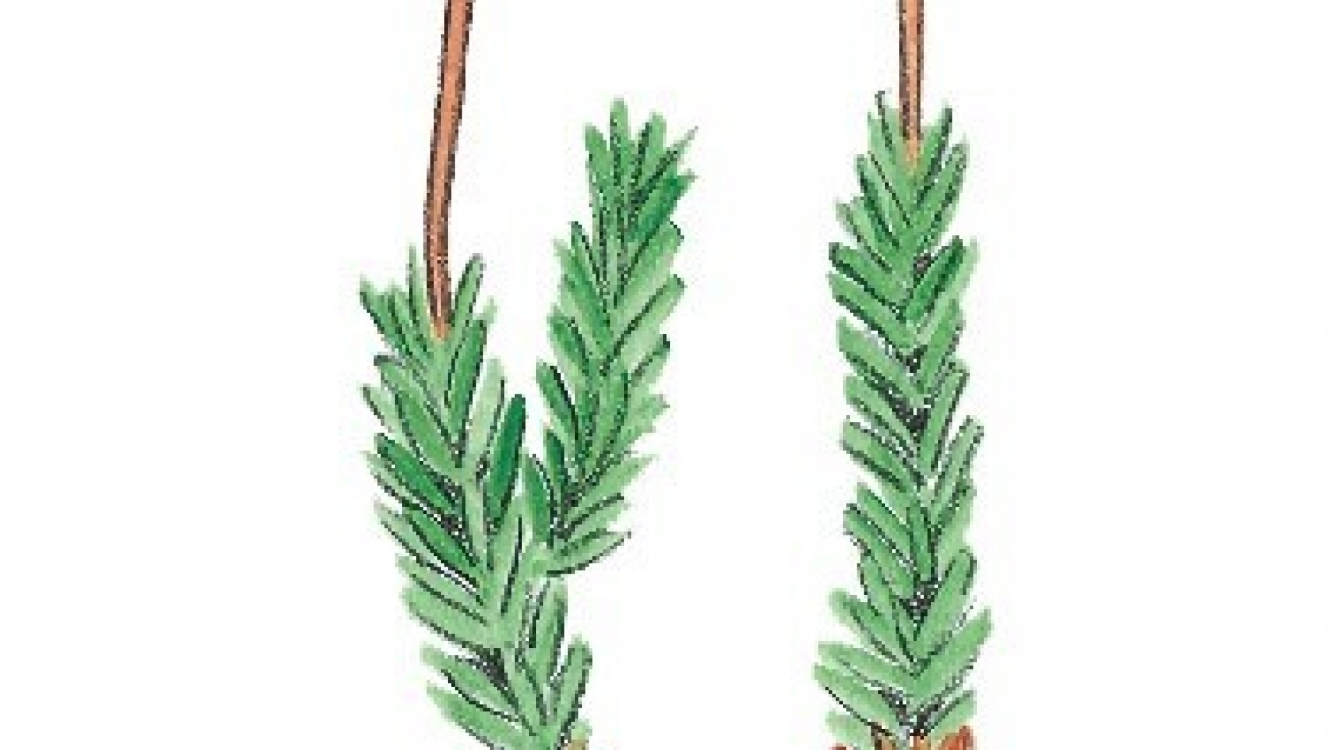 Laubmoose | wissen.de