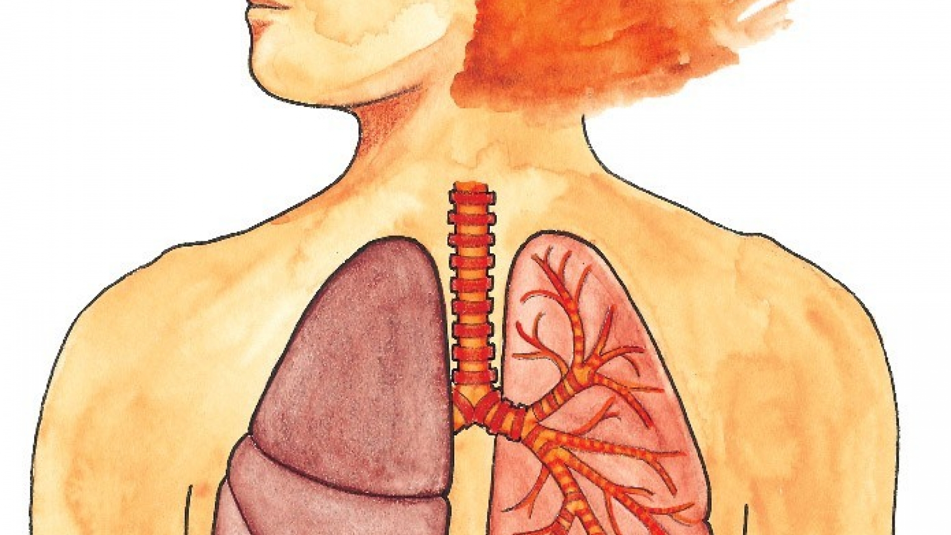 Lunge (Anatomie) | wissen.de