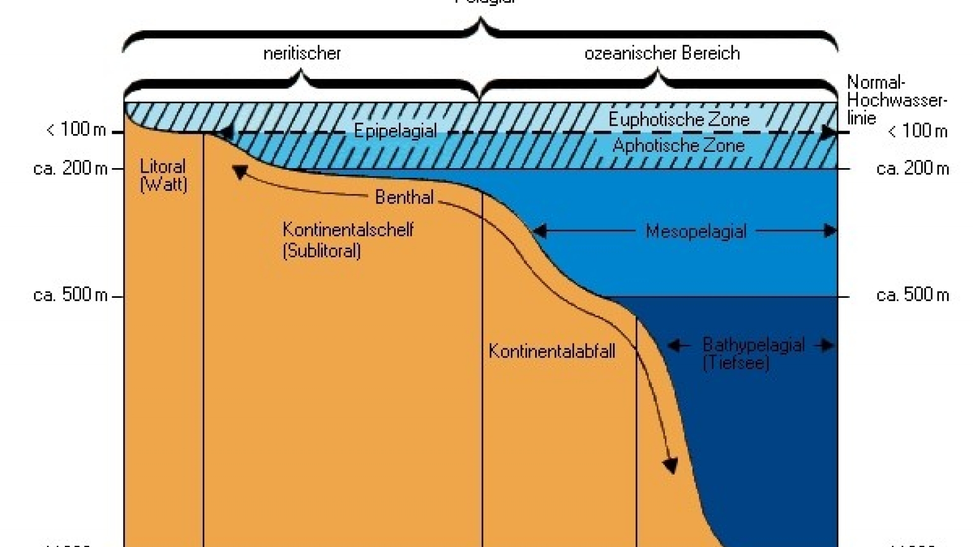 Tiefsee (Biologie) aus dem Lexikon | wissen.de