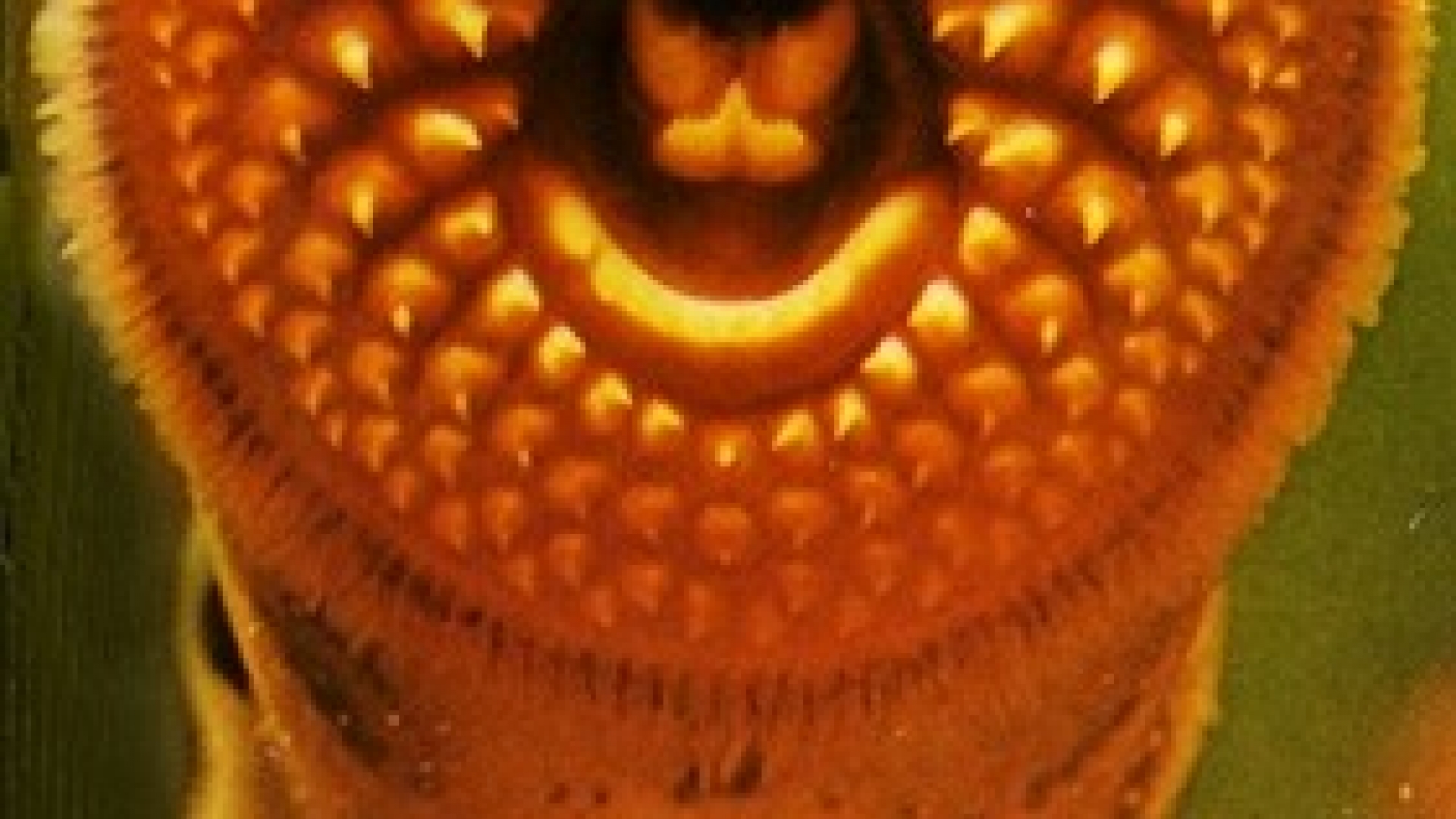 Neunaugen | wissen.de