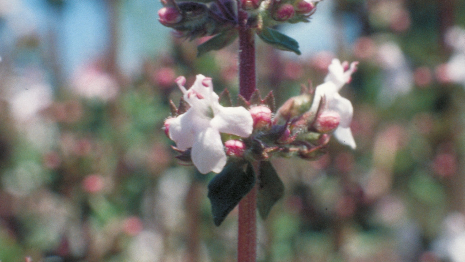 Polygamie (Botanik) | wissen.de