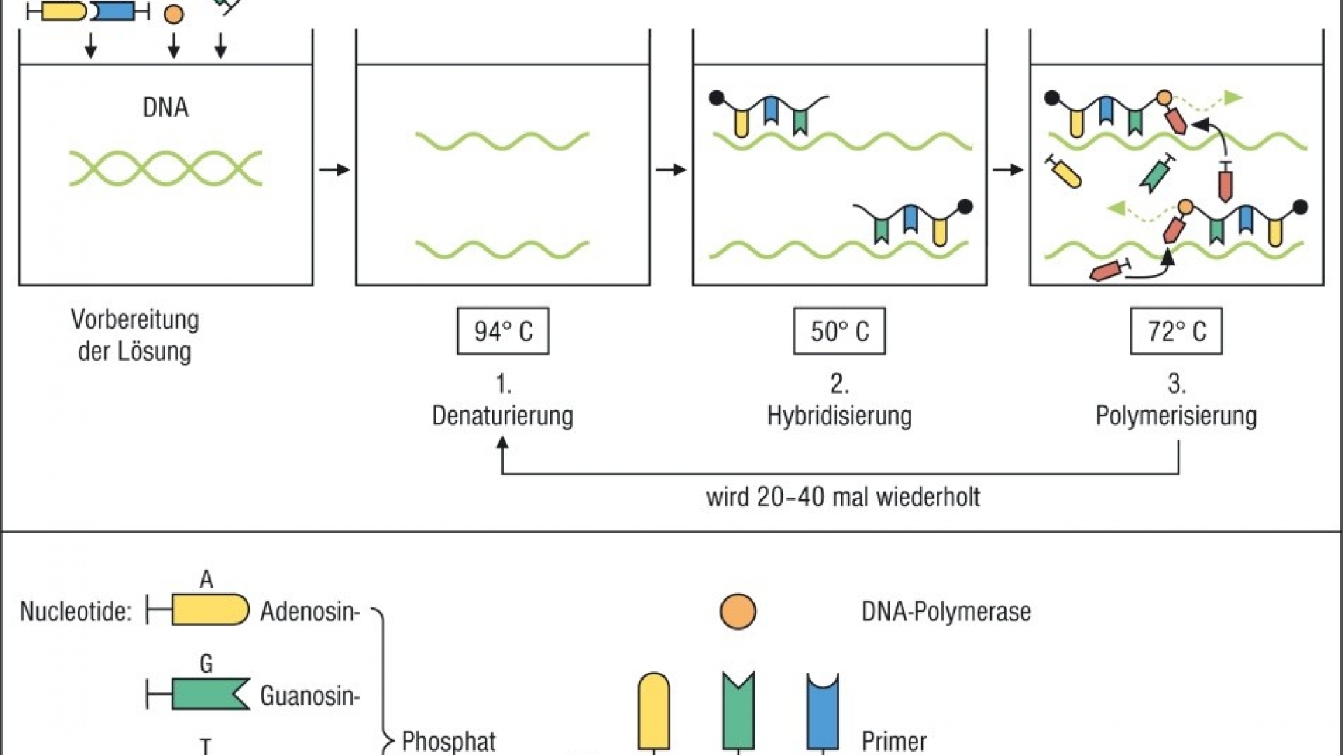 Polymerase-Kettenreaktion | wissen.de