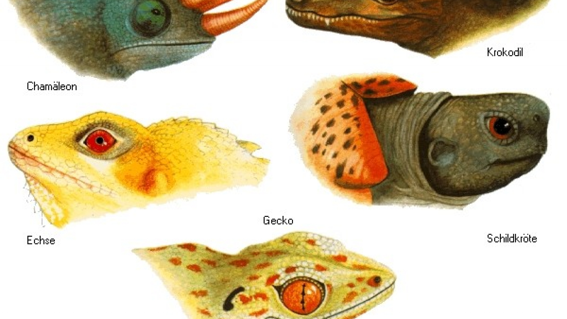 Reptilien | wissen.de
