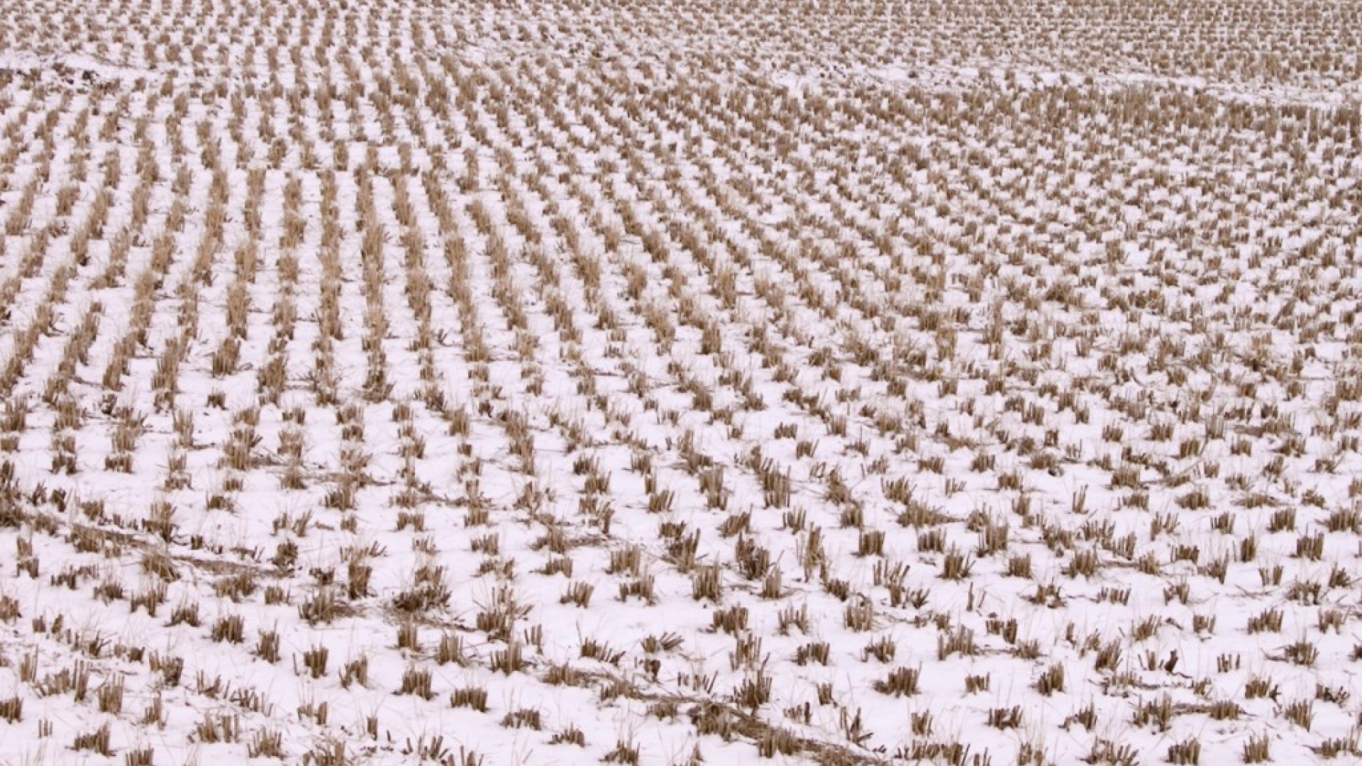 Reis (Botanik) | wissen.de
