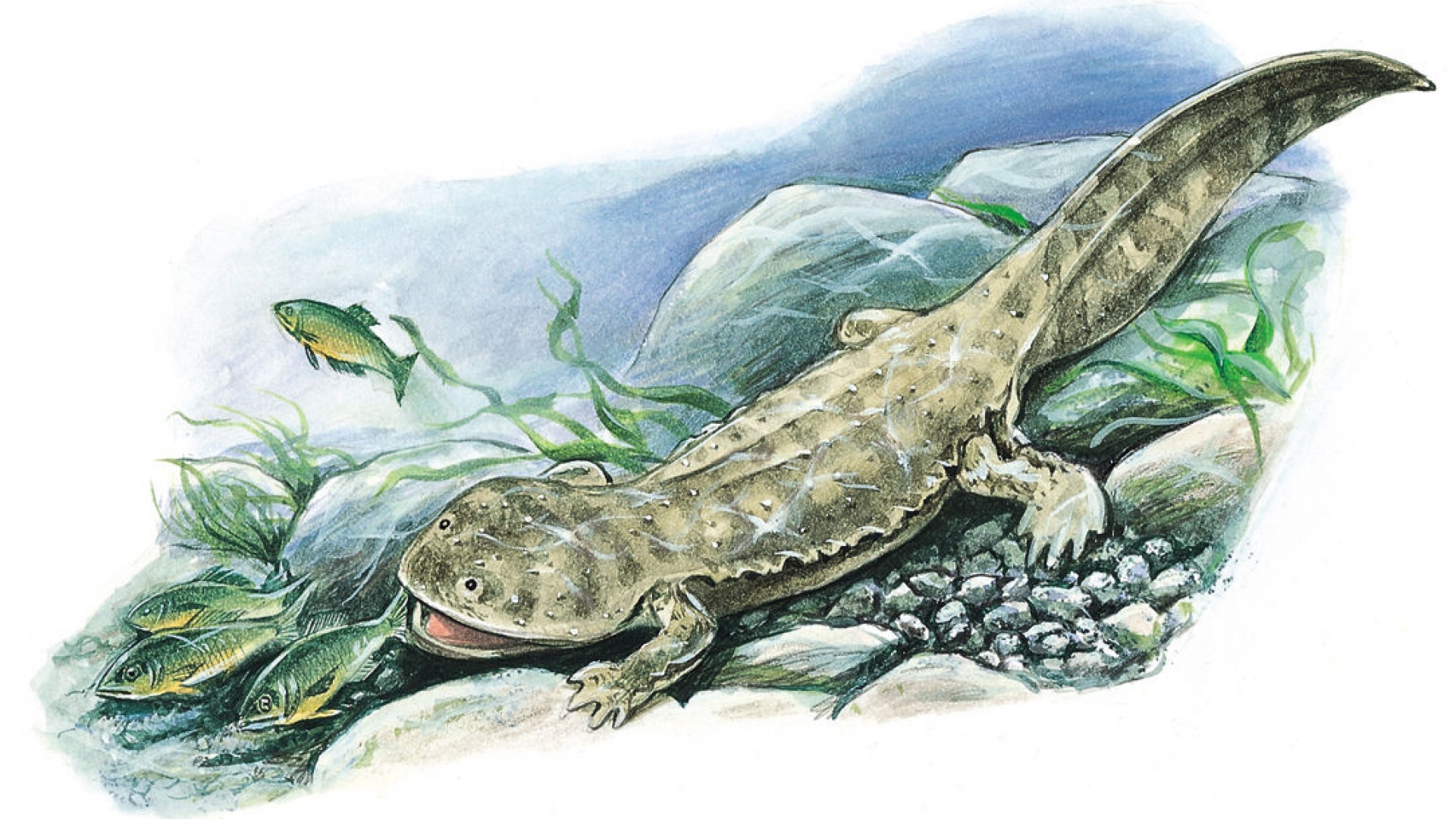 Riesensalamander | wissen.de