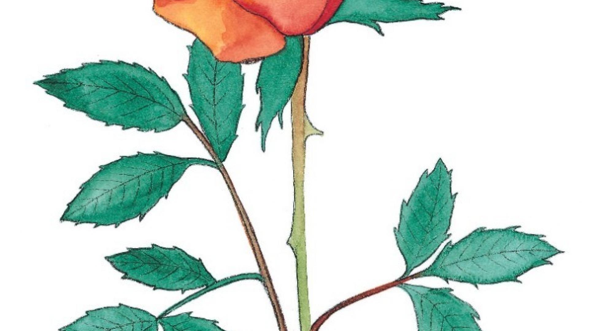 Rose (Botanik) | wissen.de