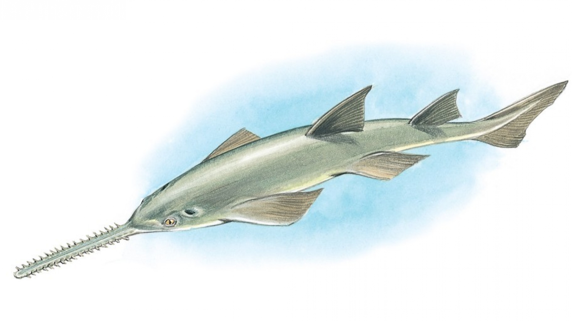 Sägefische | wissen.de