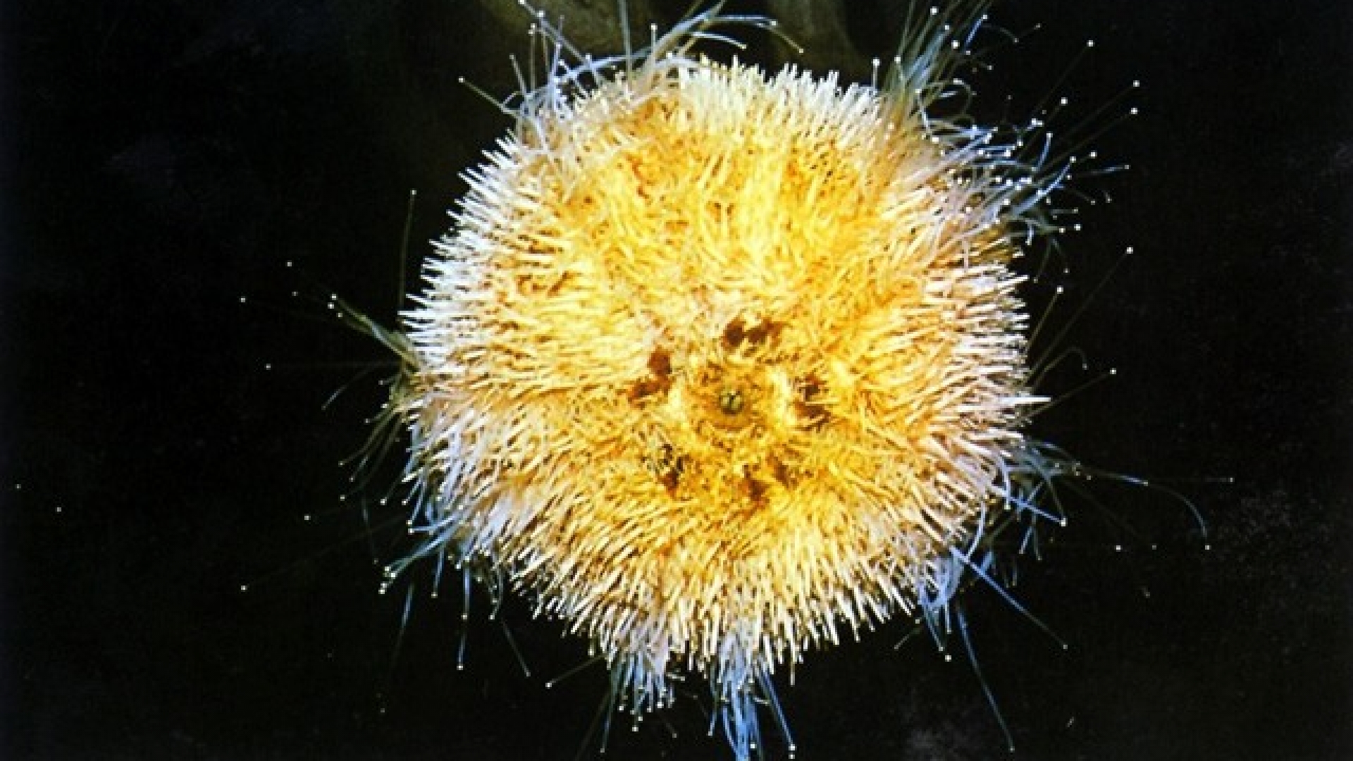 Seeigel | wissen.de
