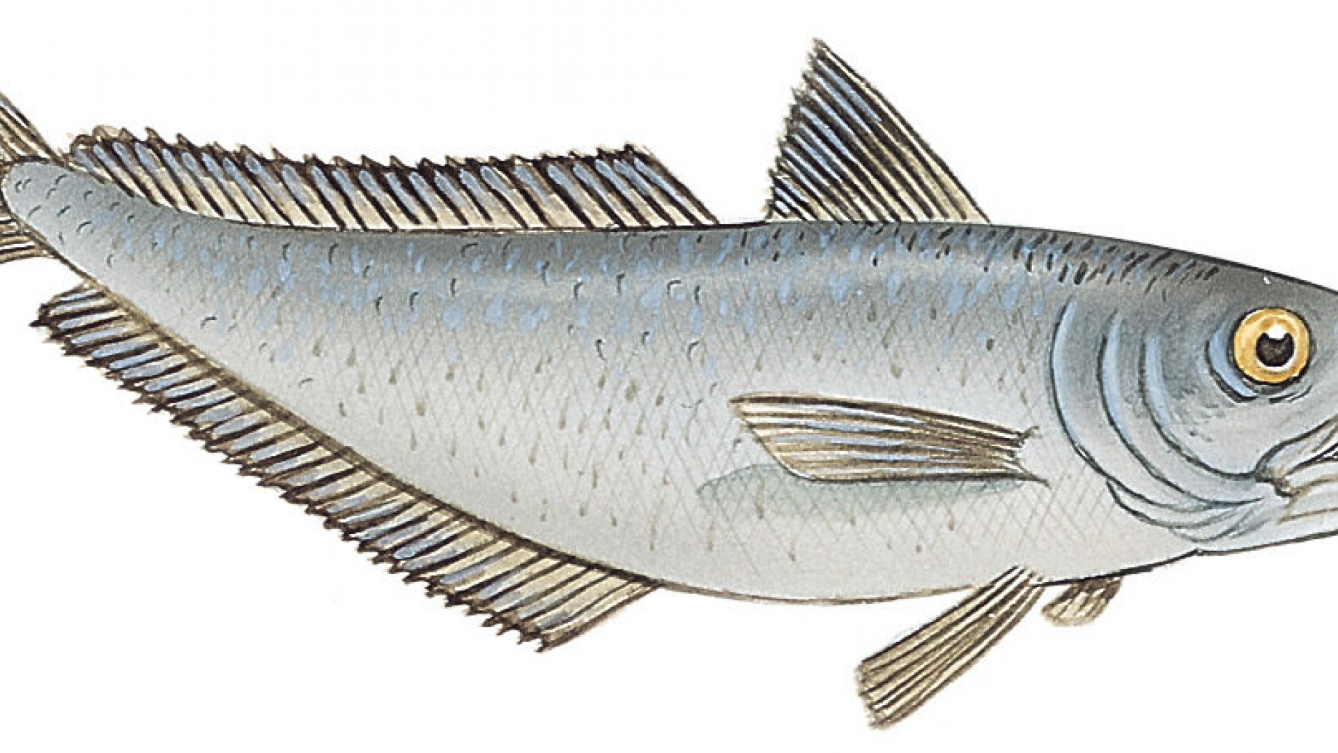 Seehecht | wissen.de