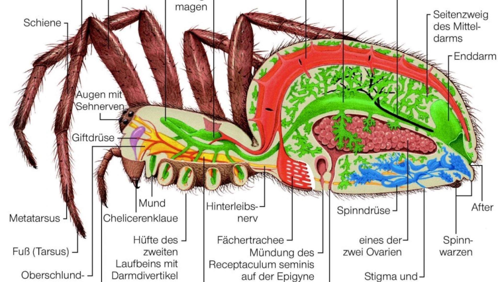 Spinnen (Zoologie) | wissen.de