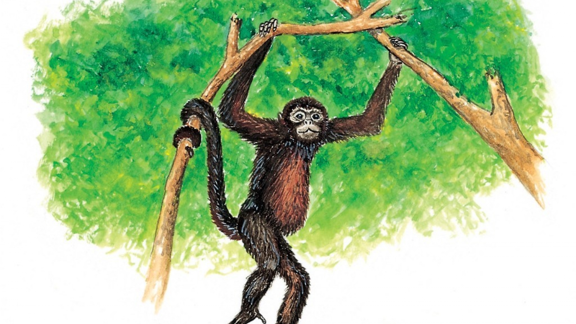 Spinnenaffe | wissen.de