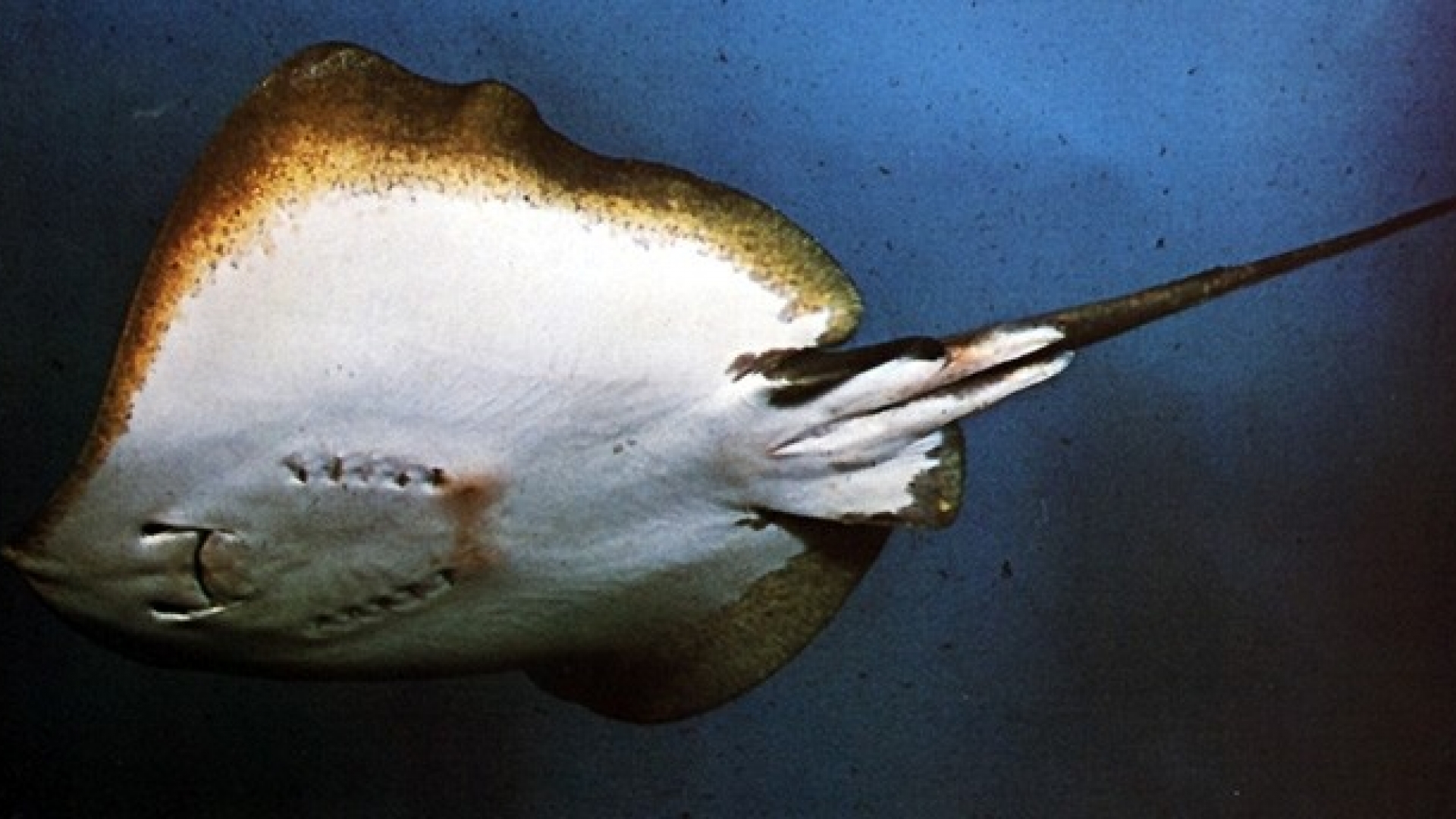 Stachelrochen | wissen.de