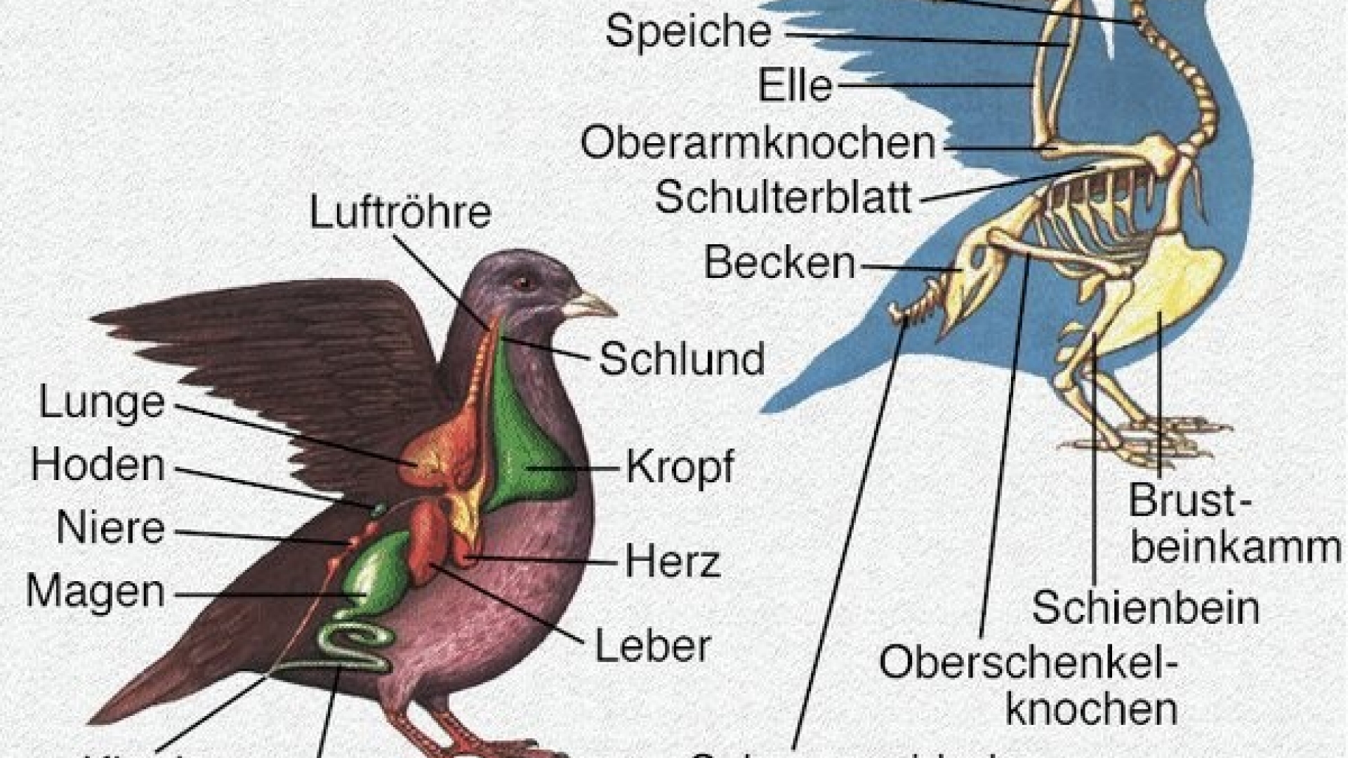 Vögel (Zoologie) | wissen.de