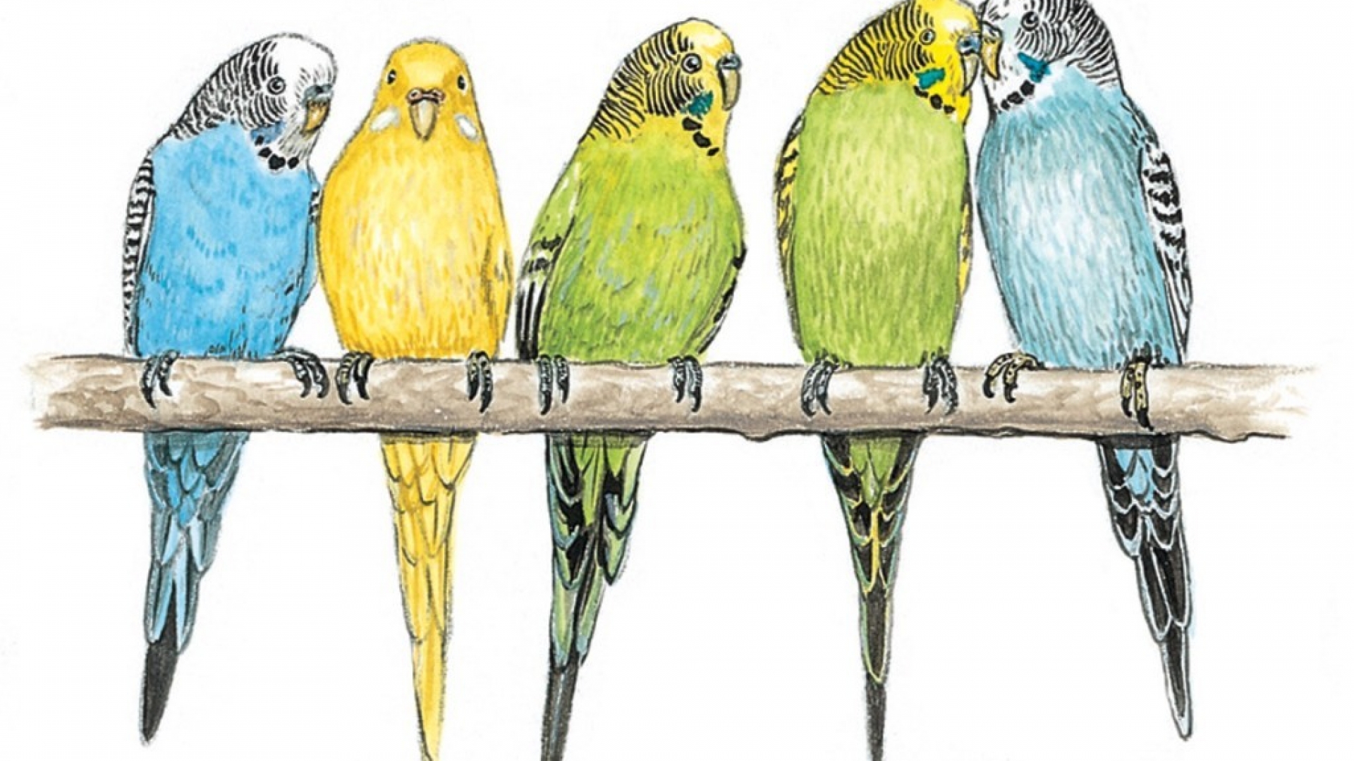 Wellensittich | wissen.de