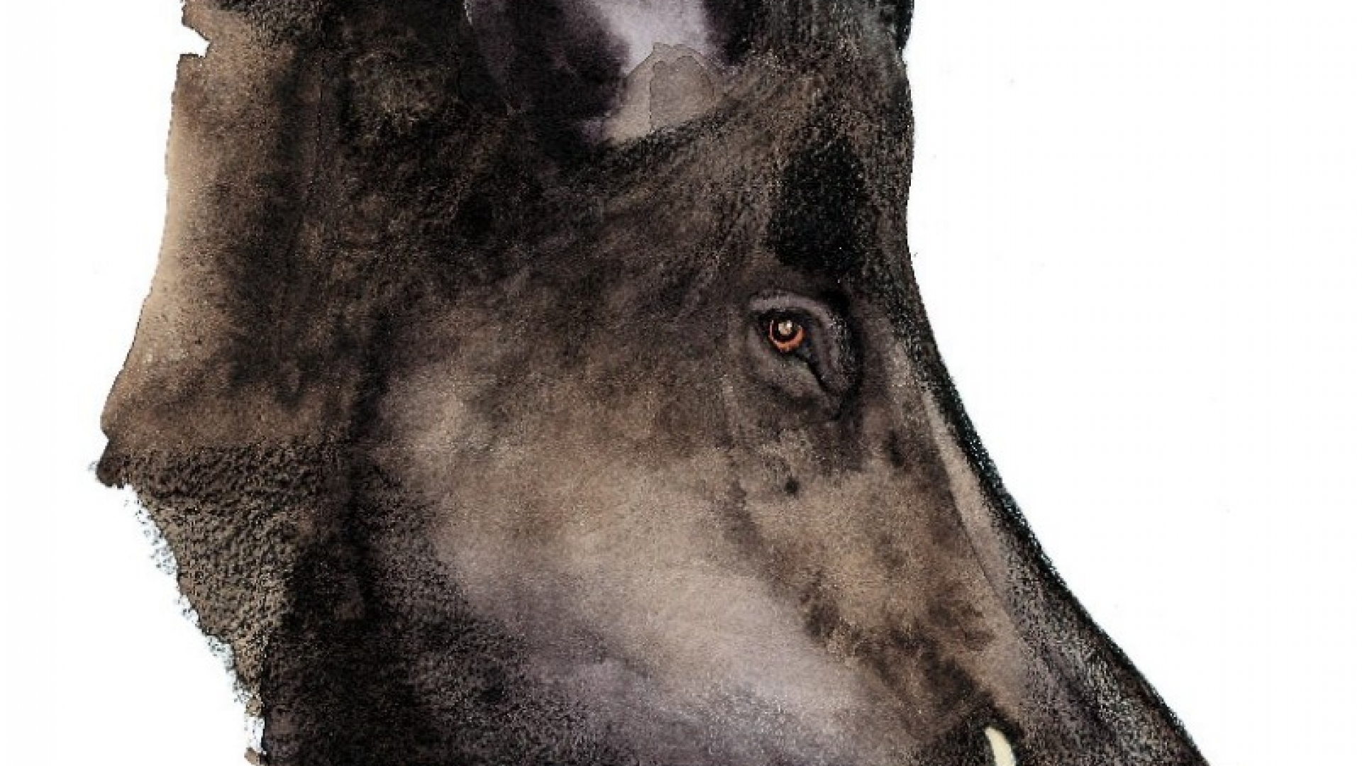 Wildschwein | wissen.de