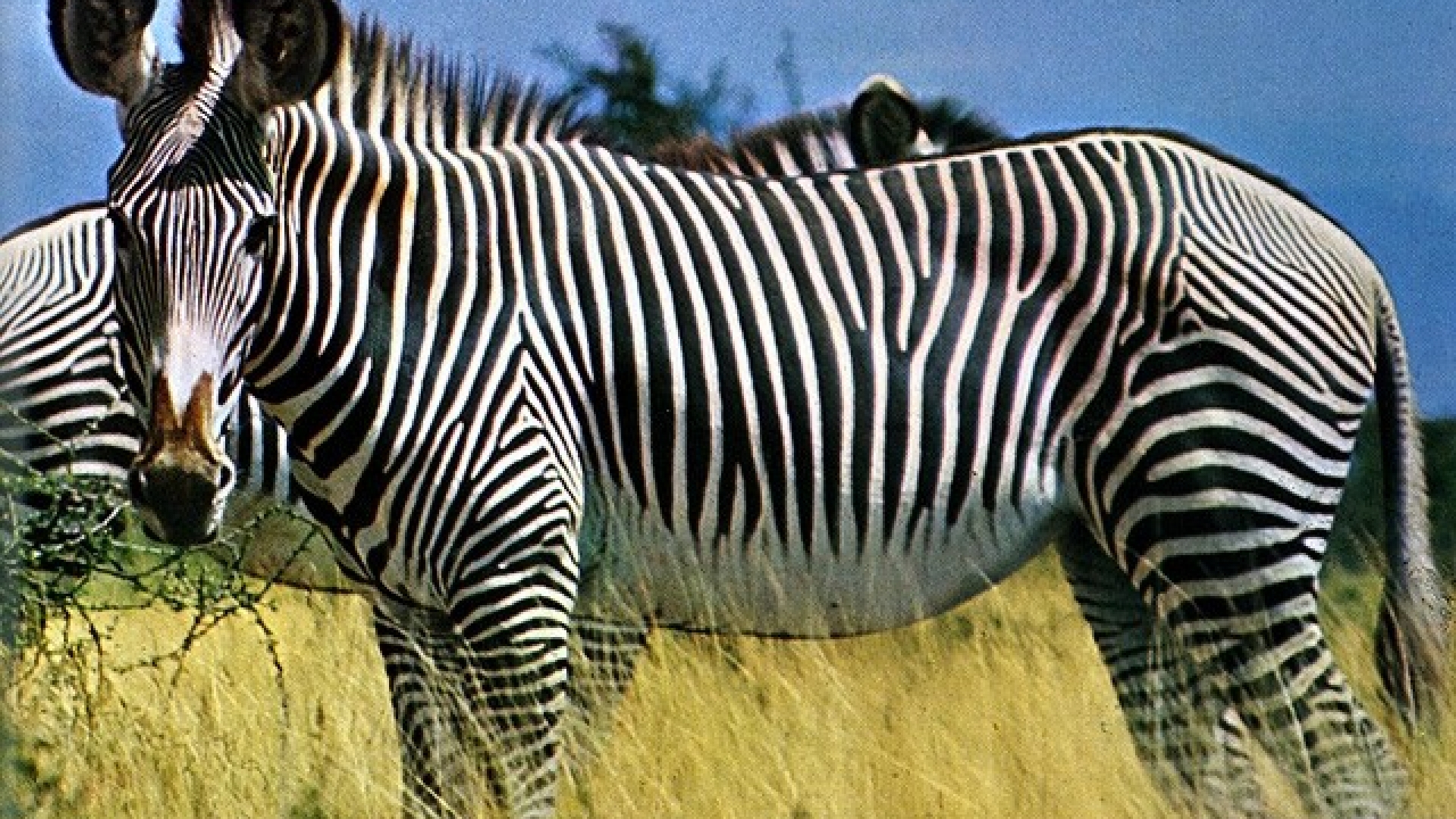 Zebras | wissen.de