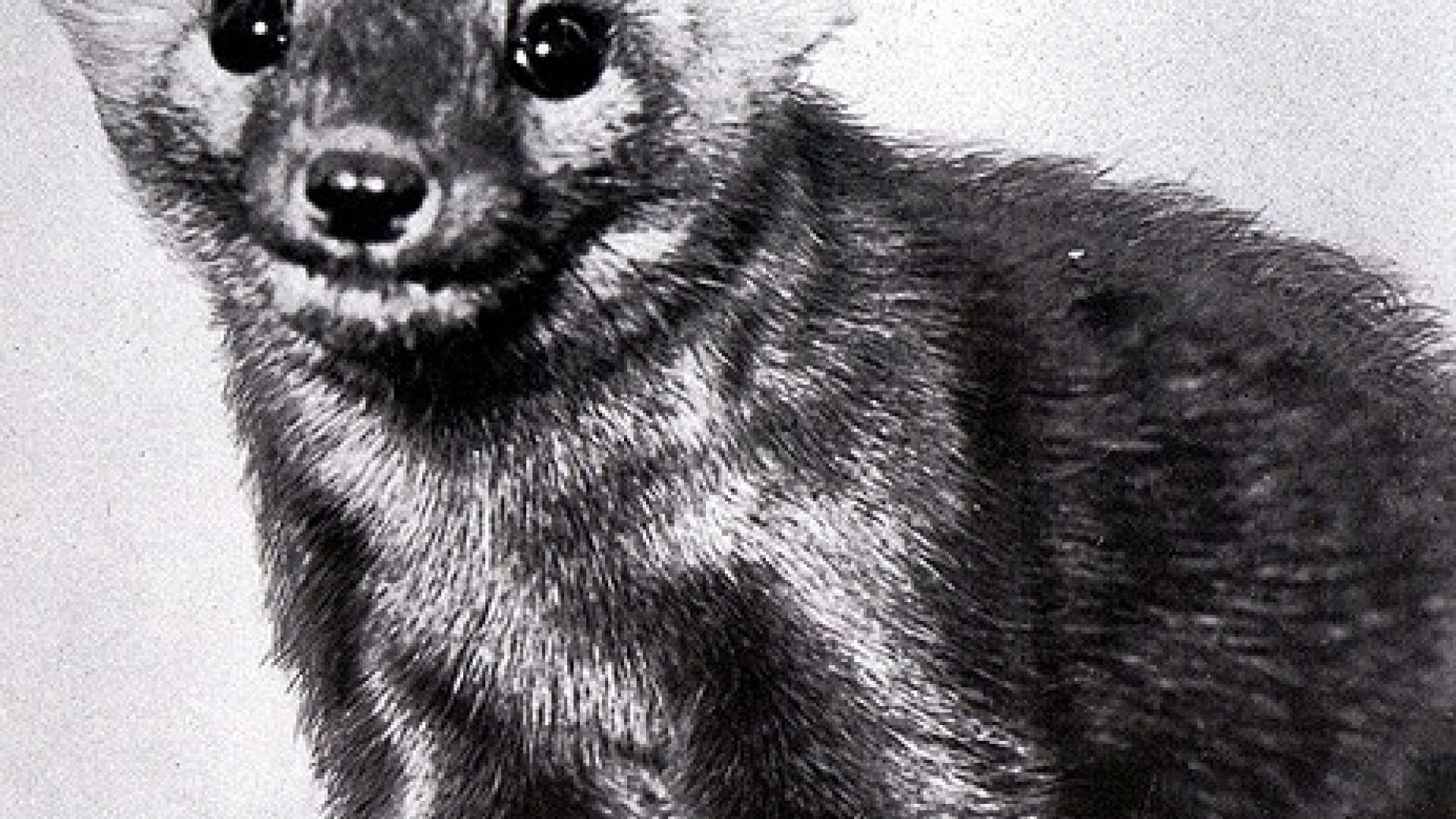 Zobel (Säugetier) | wissen.de